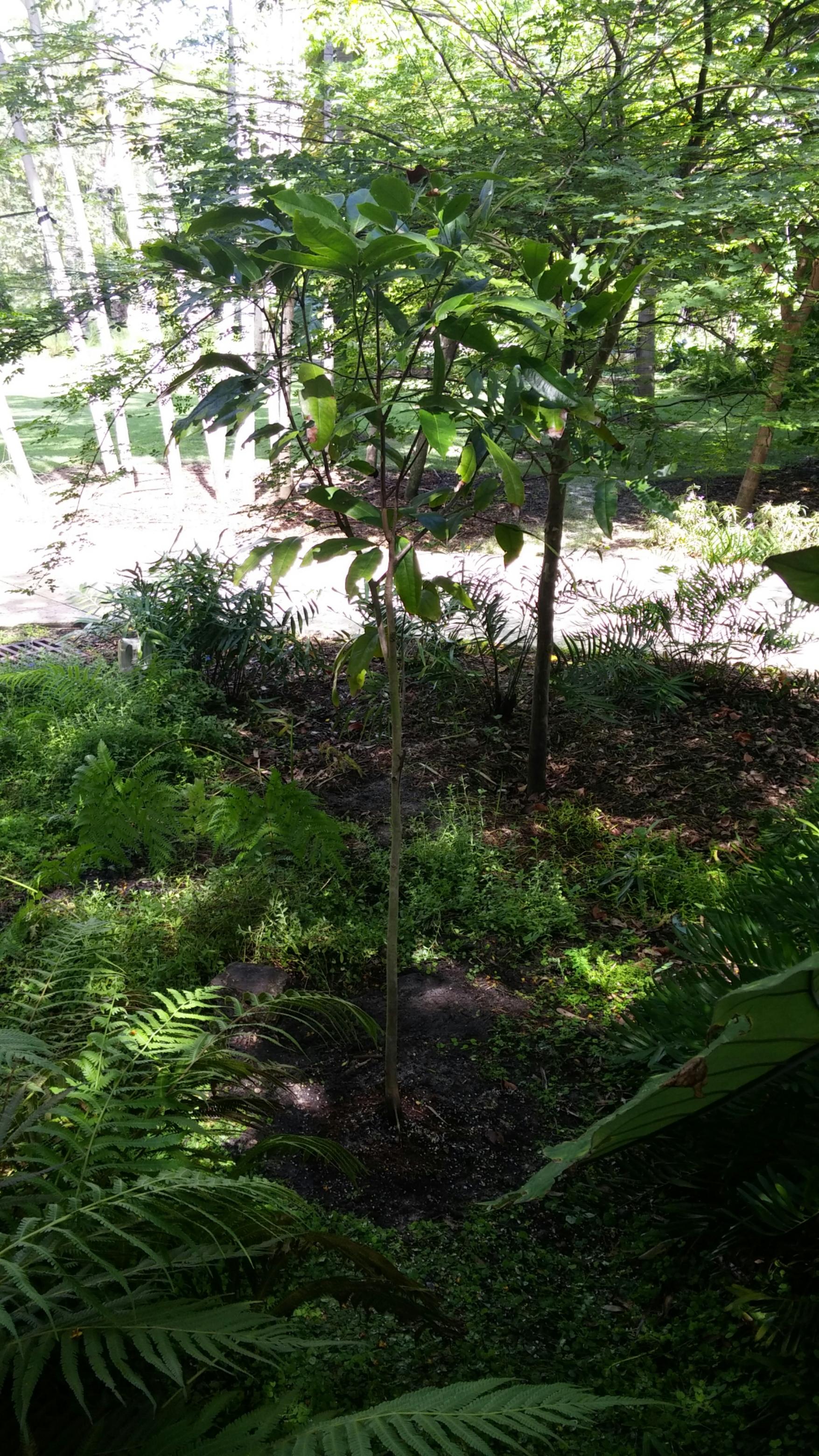Accession of Mora excelsa and Livistona australis - TROPICAL LOOKING ...