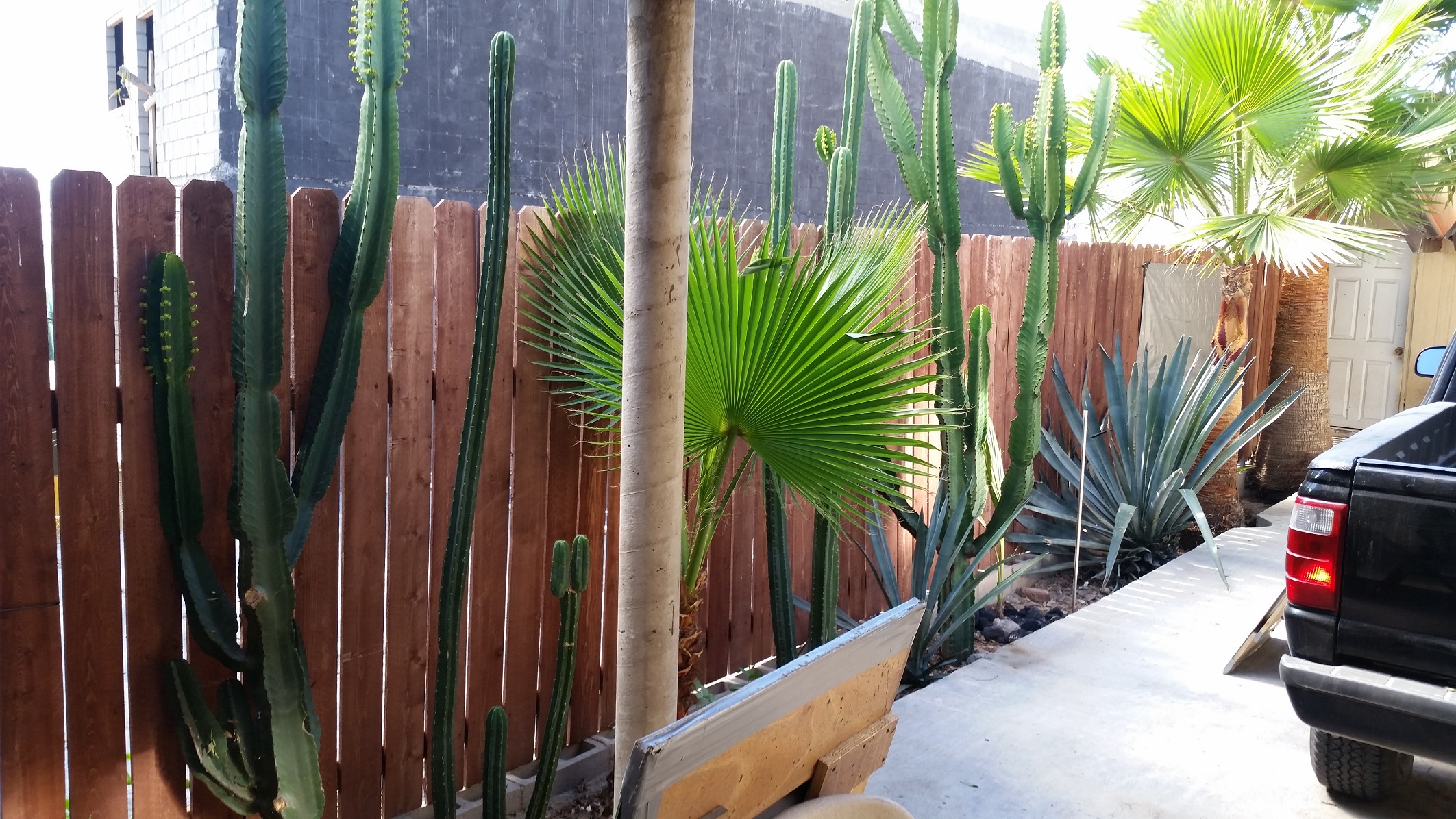 Cocos Nucifera Tijuana update - DISCUSSING PALM TREES WORLDWIDE - PalmTalk
