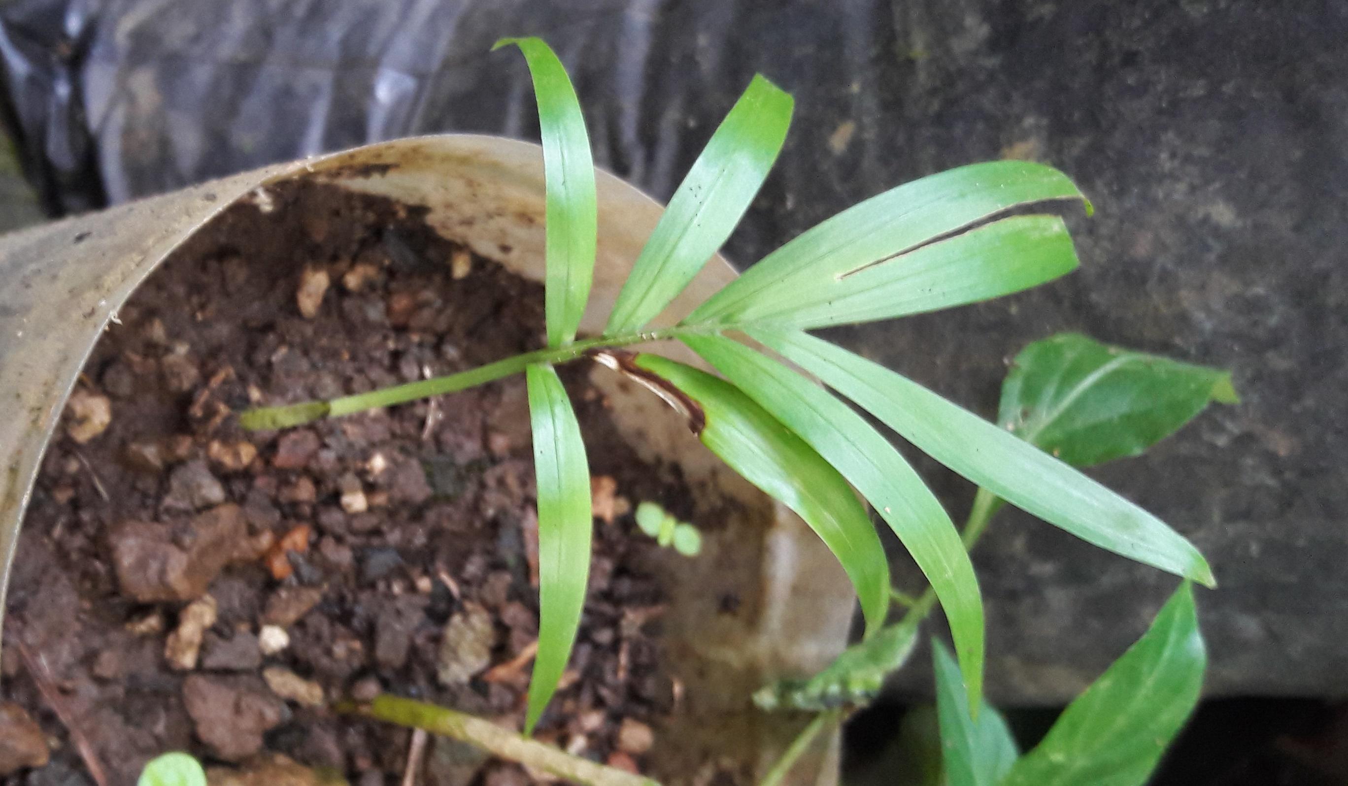 Seedling ID - DISCUSSING PALM TREES WORLDWIDE - PalmTalk