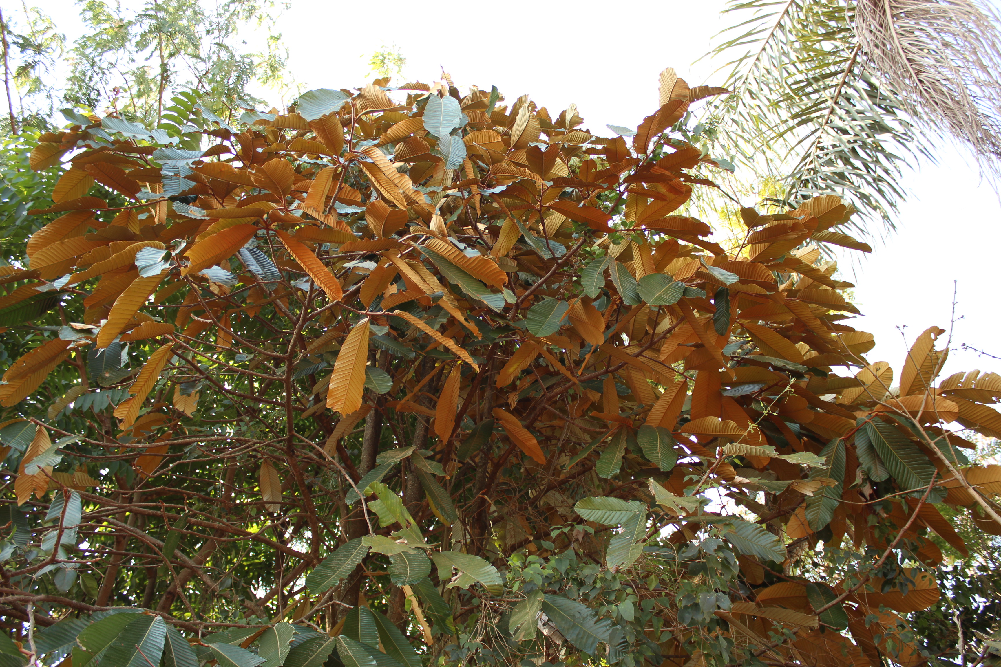 Visit Farm Muricy - TROPICAL LOOKING PLANTS - Other Than Palms - PalmTalk