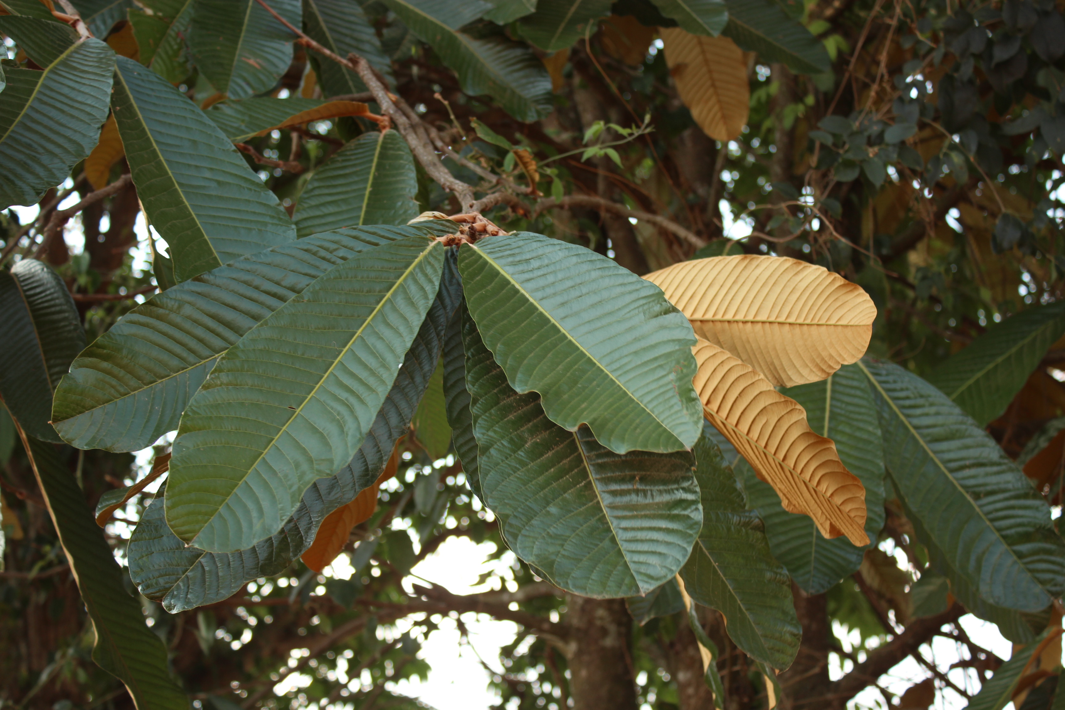 Visit Farm Muricy - TROPICAL LOOKING PLANTS - Other Than Palms - PalmTalk