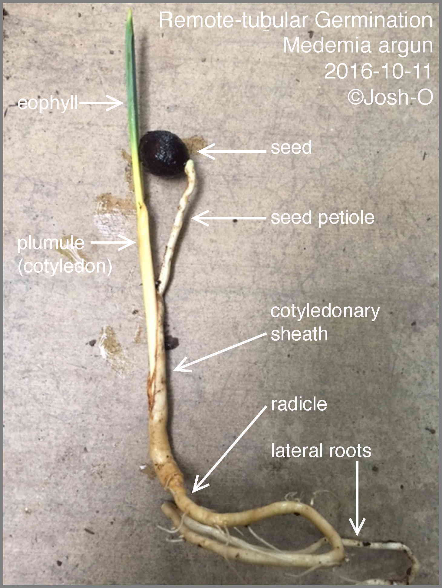 Labeled Germination - DISCUSSING PALM TREES WORLDWIDE - PalmTalk
