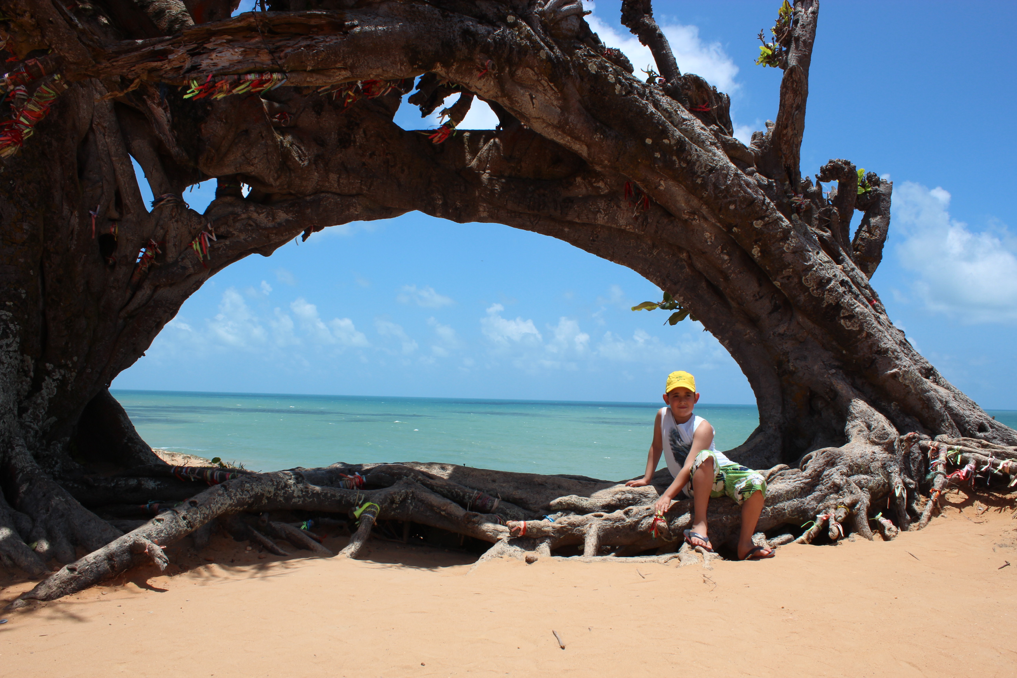 FICUS SP - TROPICAL LOOKING PLANTS - Other Than Palms - PalmTalk