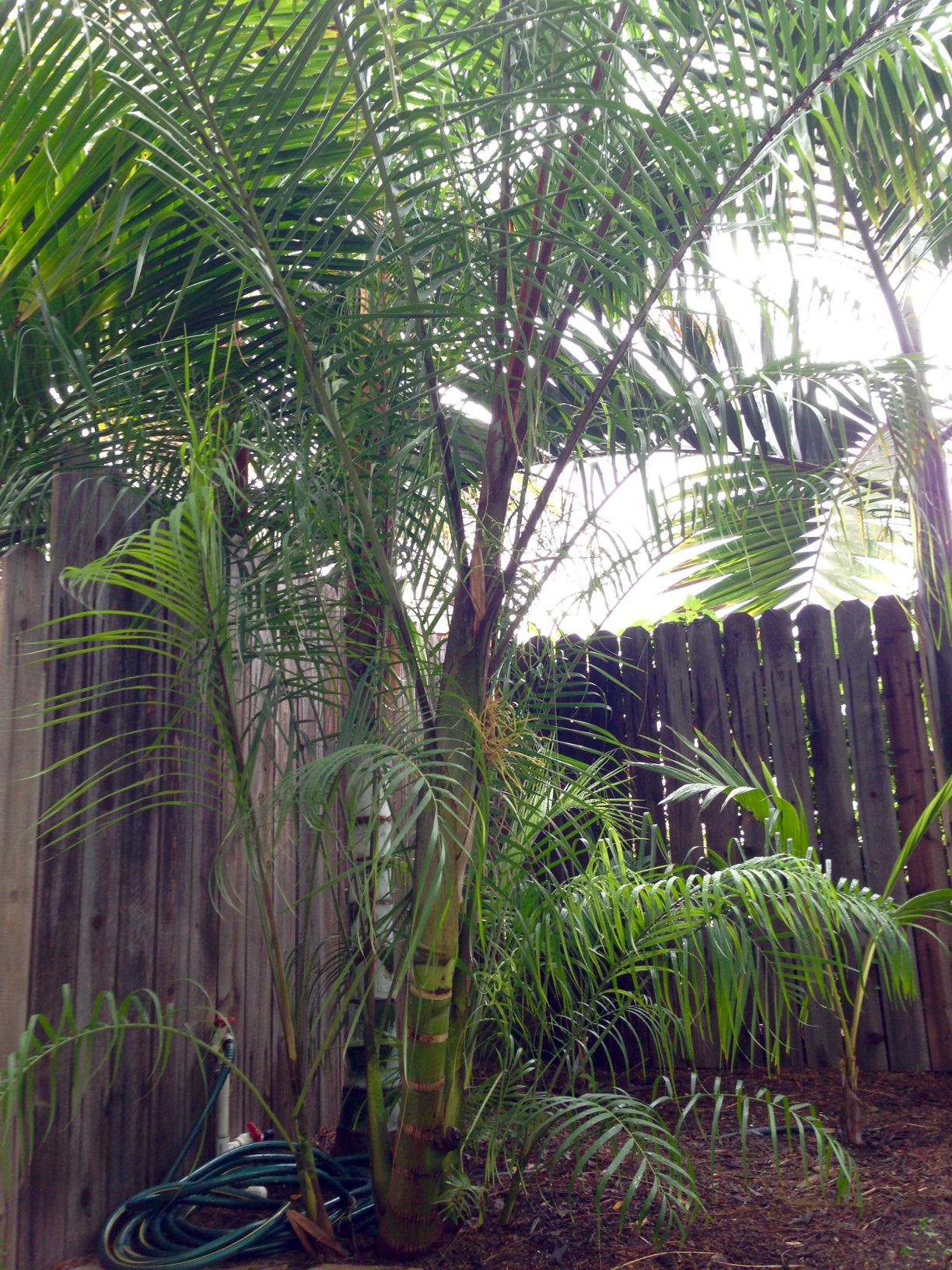 Bitty Baby Dypsis heteromorpha, show me yours when they're big ...