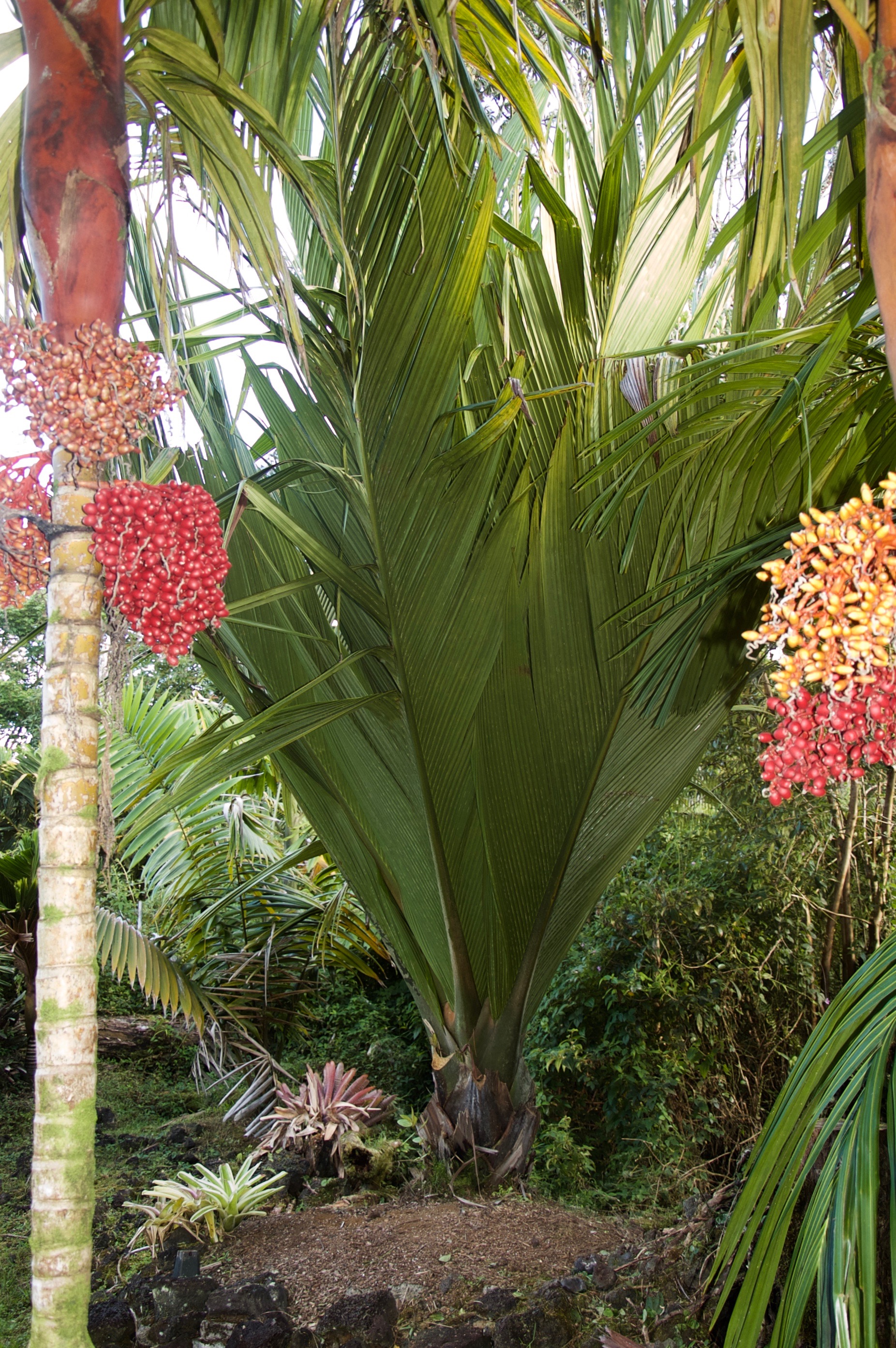 Looking for Palm With large Fronds No Trunk - DISCUSSING PALM TREES ...