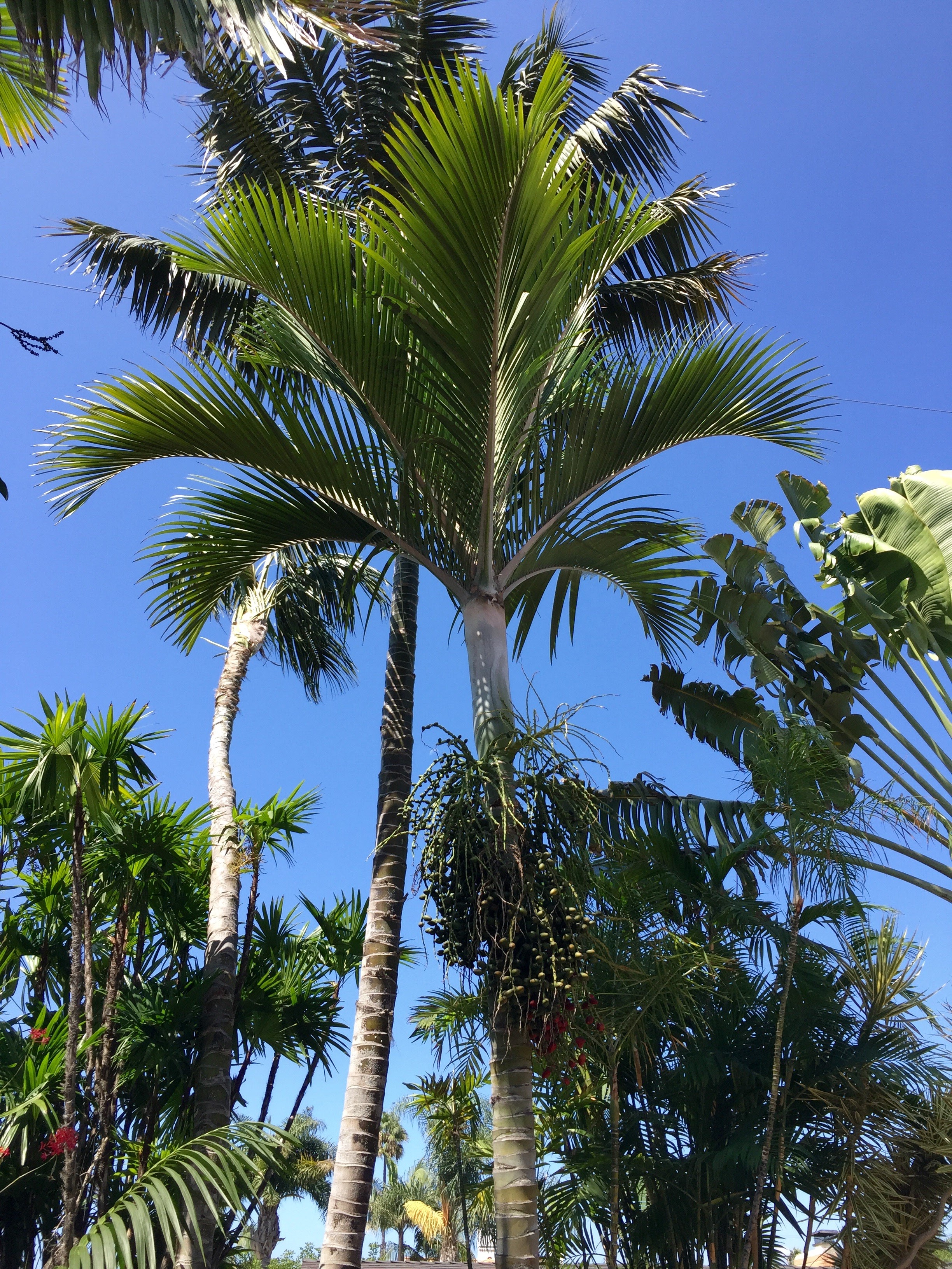 what is your favorite palm specimen(s) you've seen? - DISCUSSING PALM ...