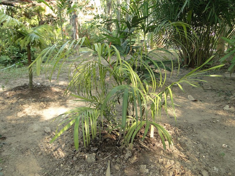 is areca sp.'Ubon' close to A.concinna or A. triandra? - DISCUSSING ...
