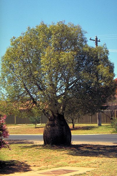 BAOBÁ - Adansonia digitata - TROPICAL LOOKING PLANTS - Other Than Palms ...