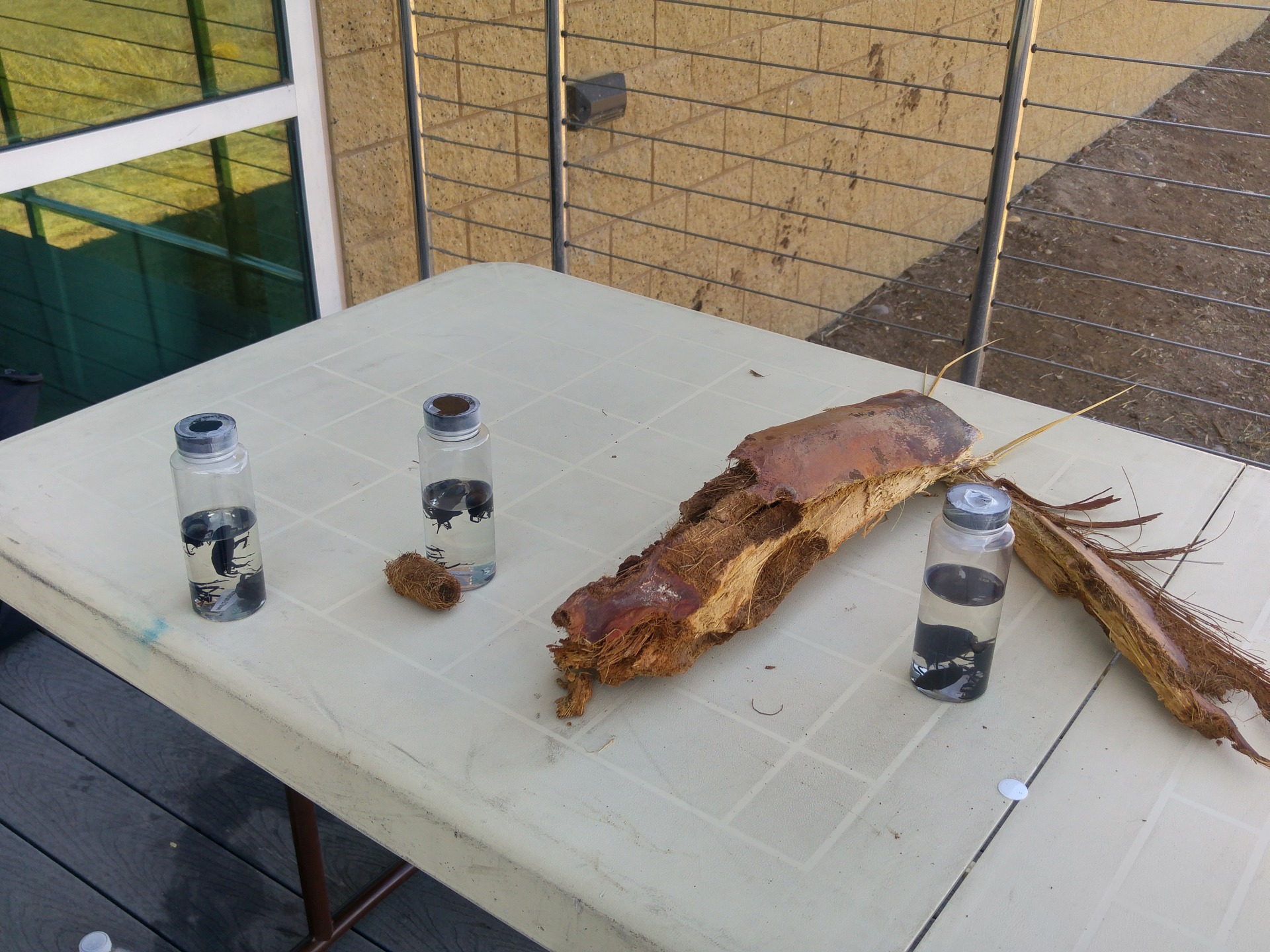 IMPORTANT MEETING IN SAN DIEGO - RHYNCHOPHORUS PALMARUM - SOUTH ...