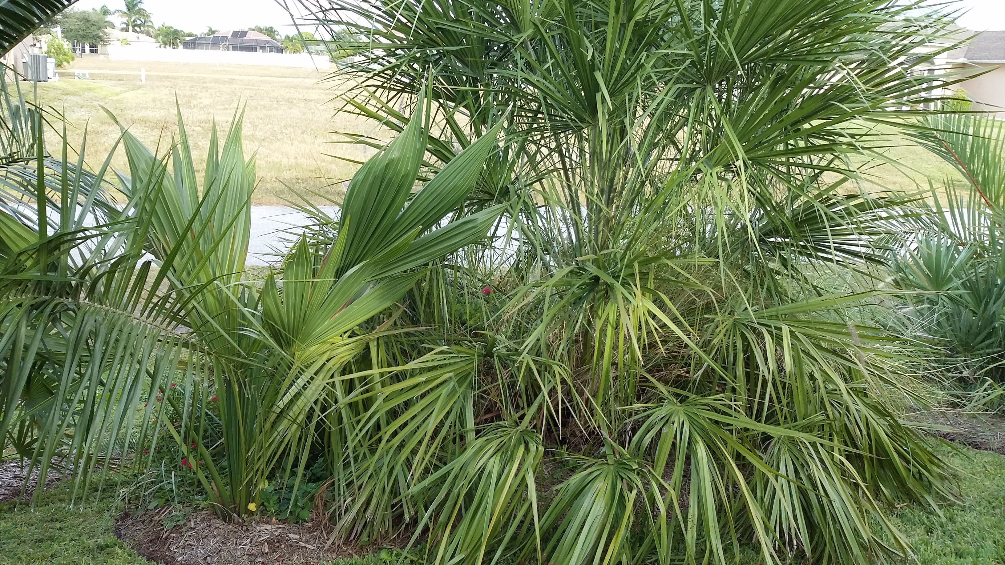 A few late fall garden pictures - DISCUSSING PALM TREES WORLDWIDE ...