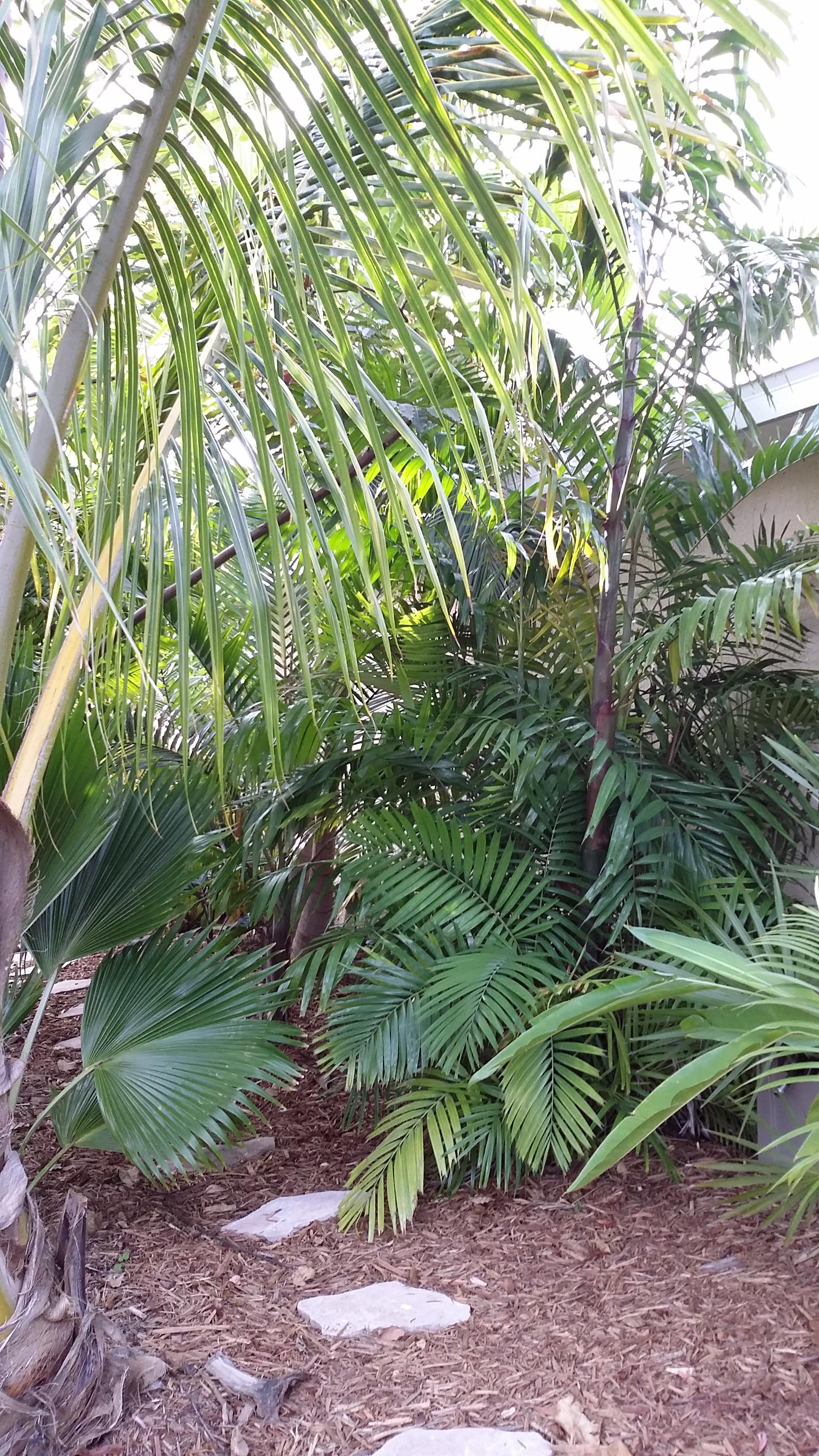 A few late fall garden pictures - DISCUSSING PALM TREES WORLDWIDE ...