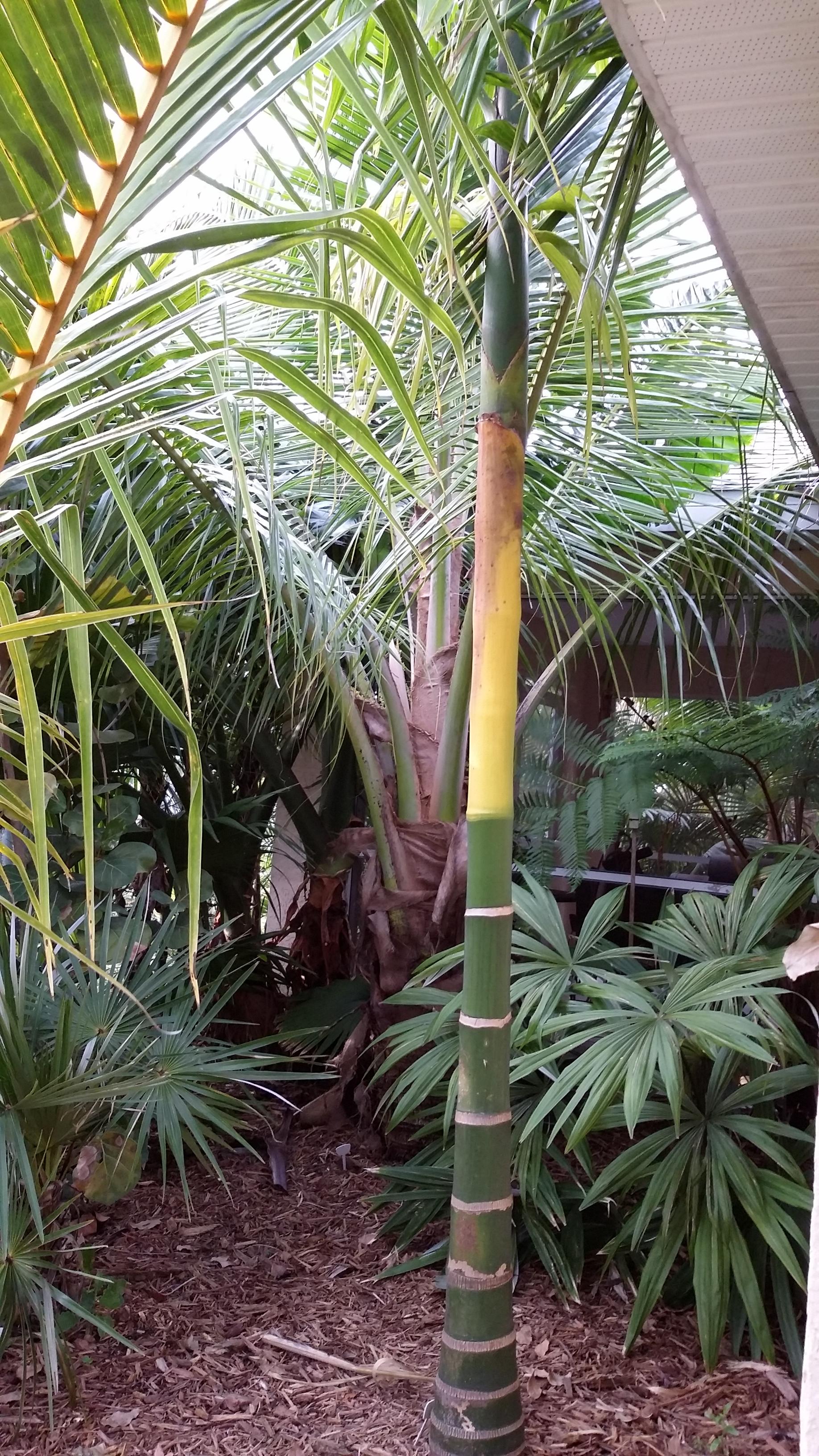 A few late fall garden pictures - DISCUSSING PALM TREES WORLDWIDE ...