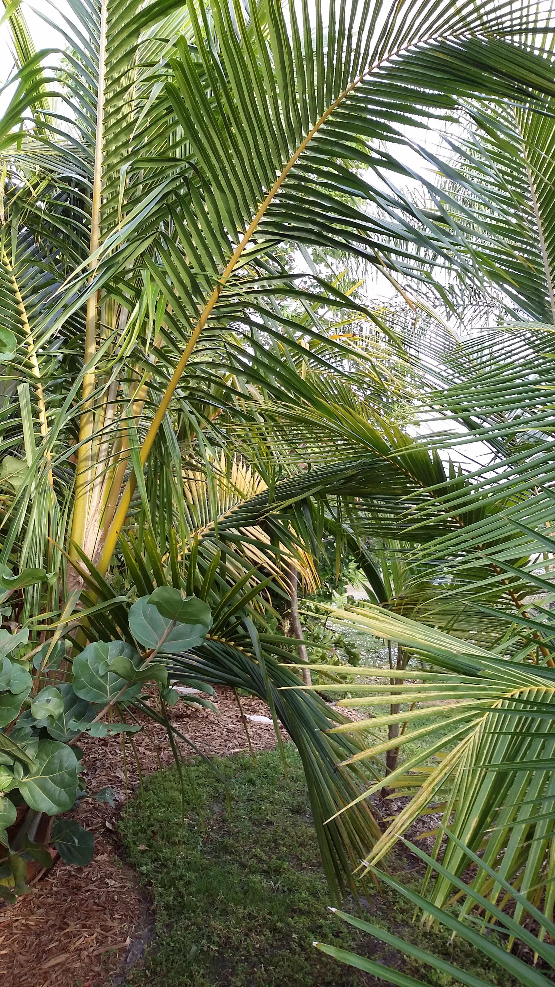 A few late fall garden pictures - DISCUSSING PALM TREES WORLDWIDE ...