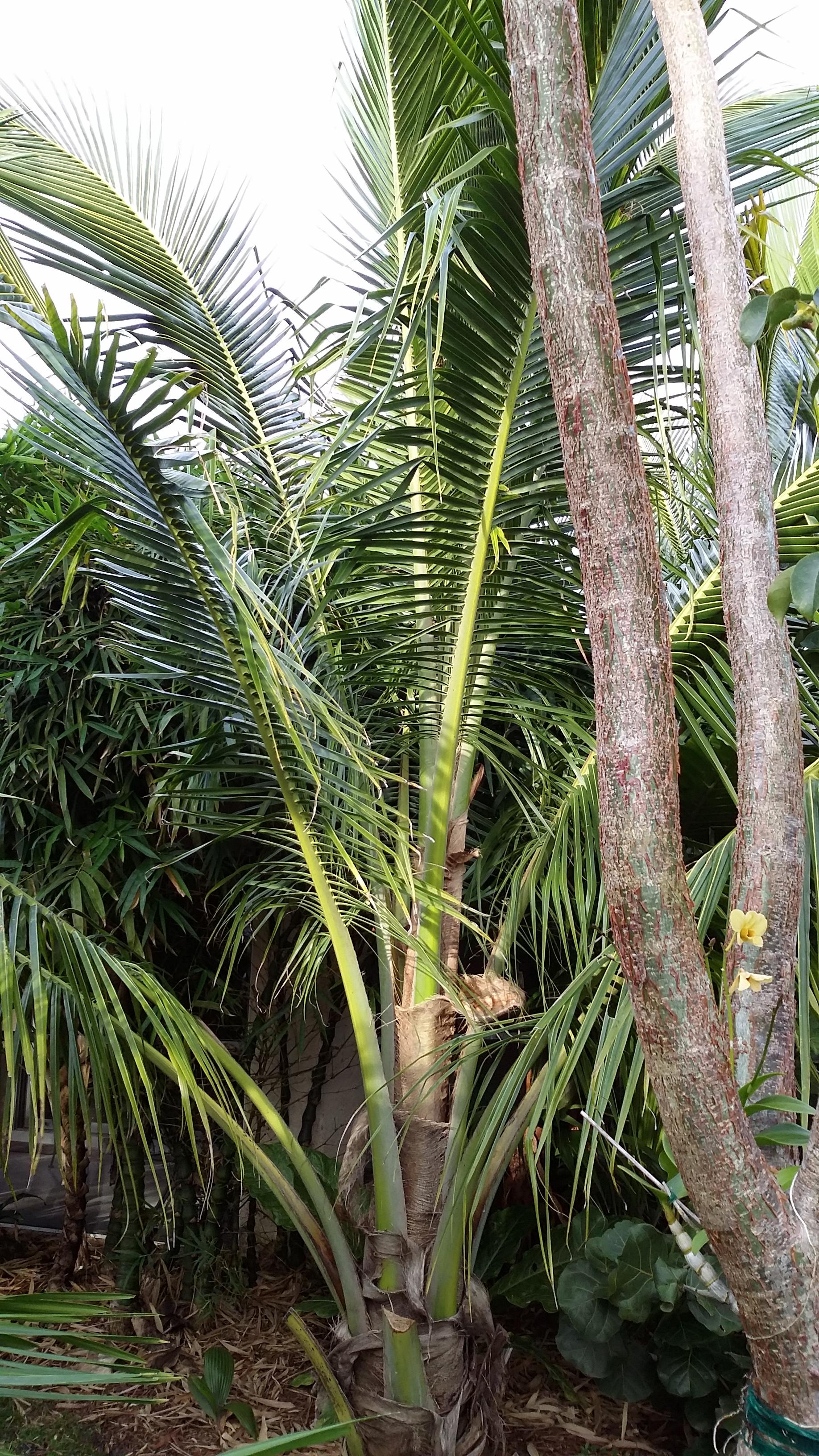 A few late fall garden pictures - DISCUSSING PALM TREES WORLDWIDE ...