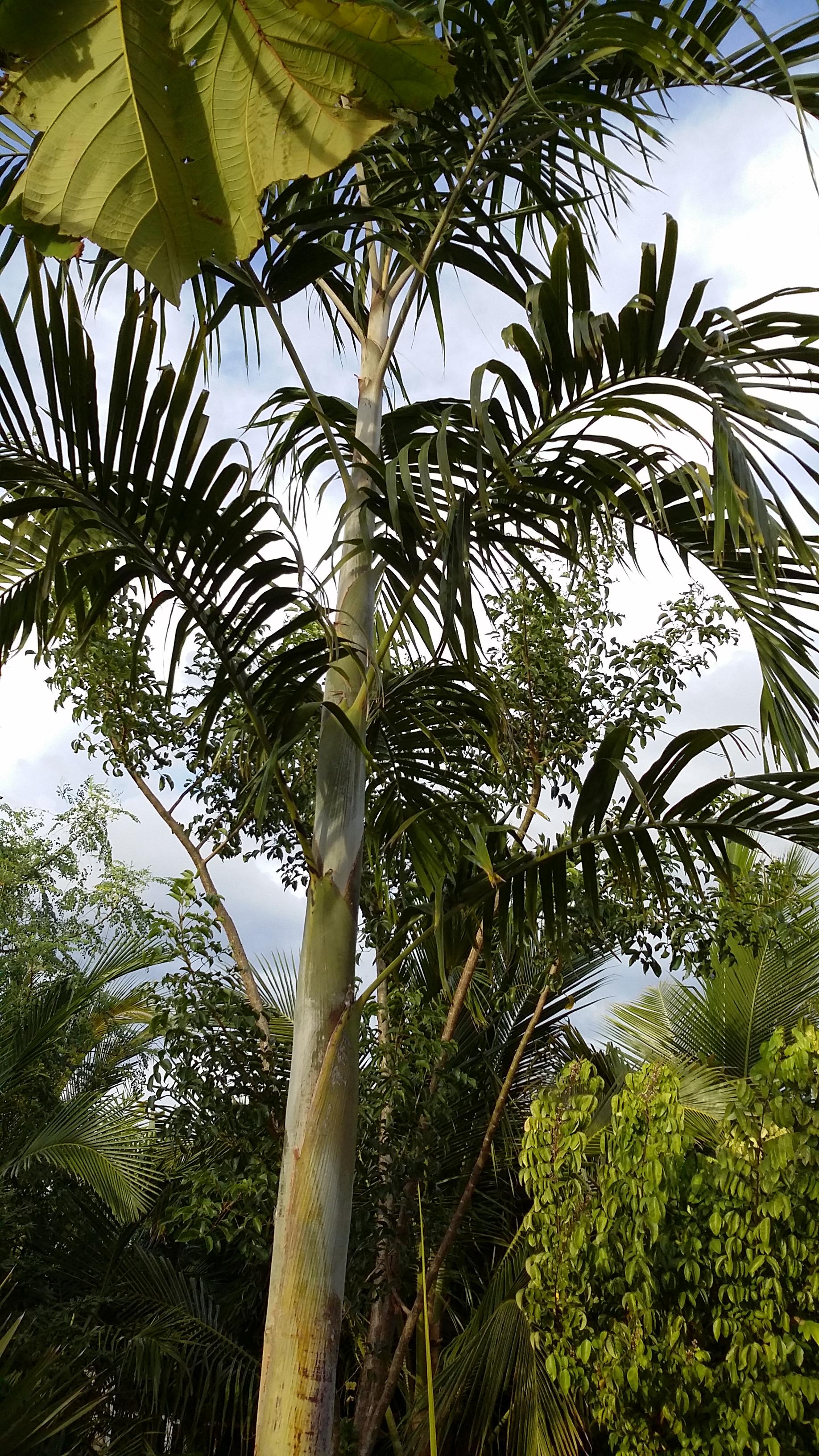 A few late fall garden pictures - DISCUSSING PALM TREES WORLDWIDE ...
