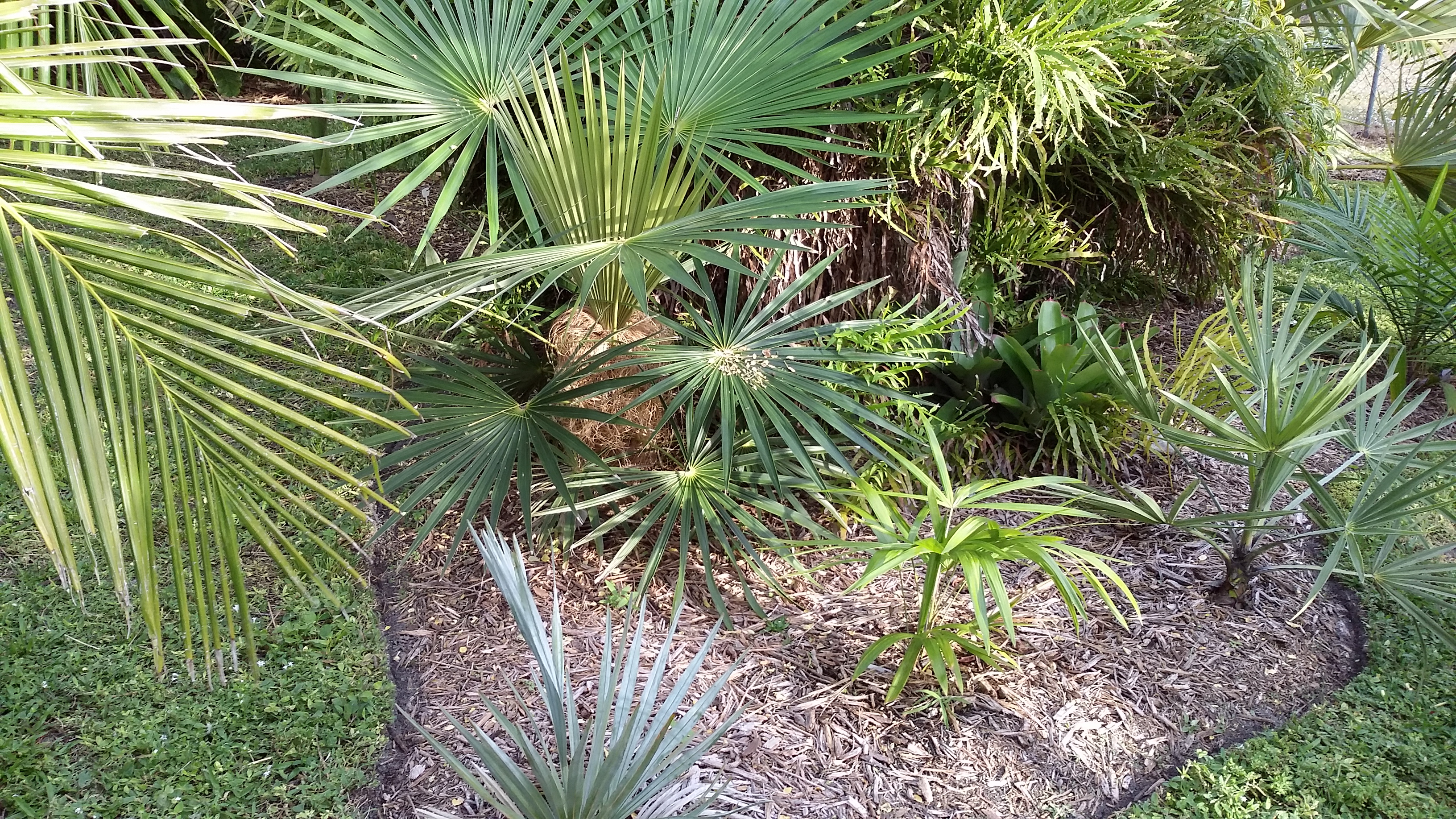A few late fall garden pictures - DISCUSSING PALM TREES WORLDWIDE ...