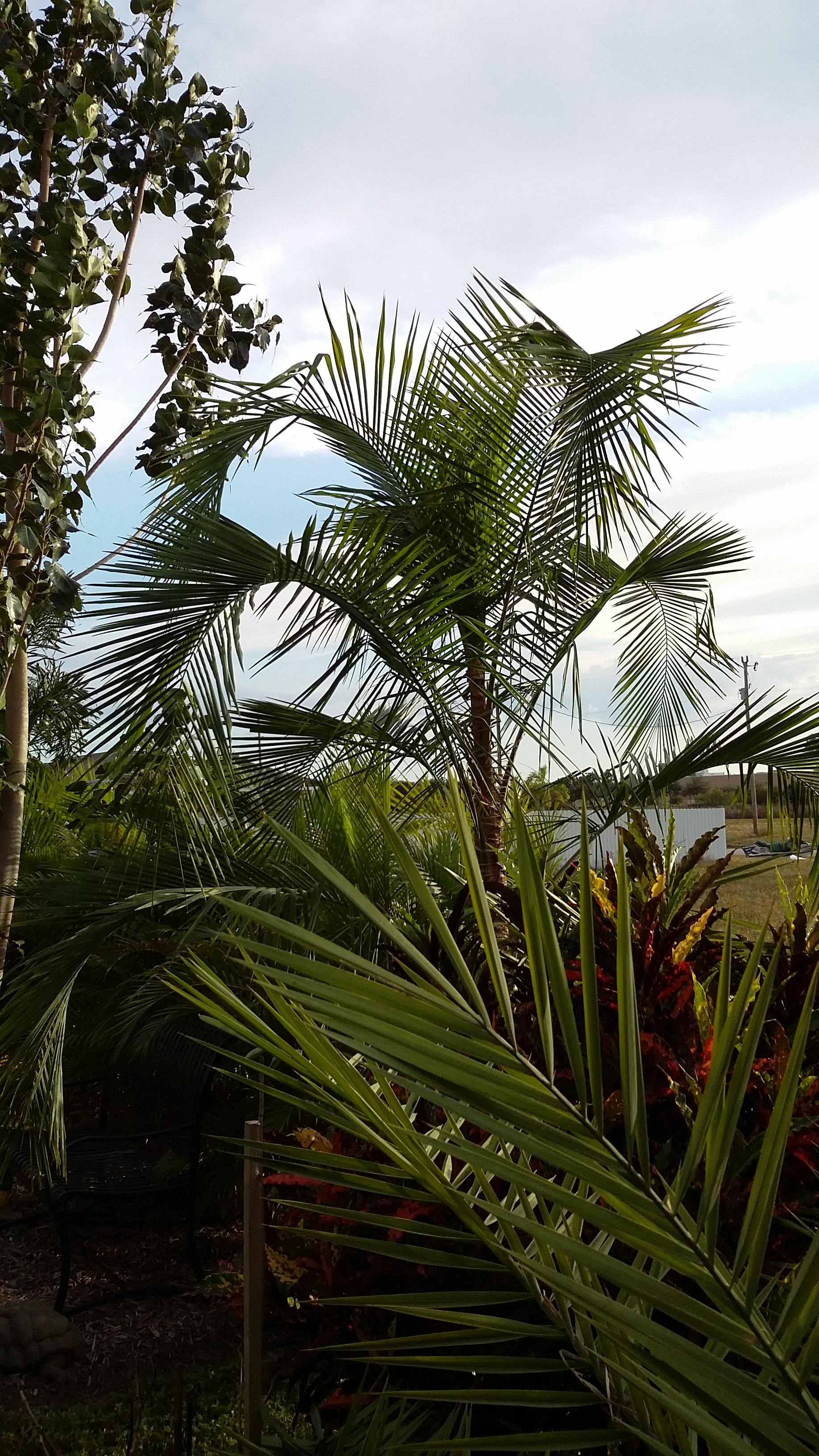 A few late fall garden pictures - DISCUSSING PALM TREES WORLDWIDE ...