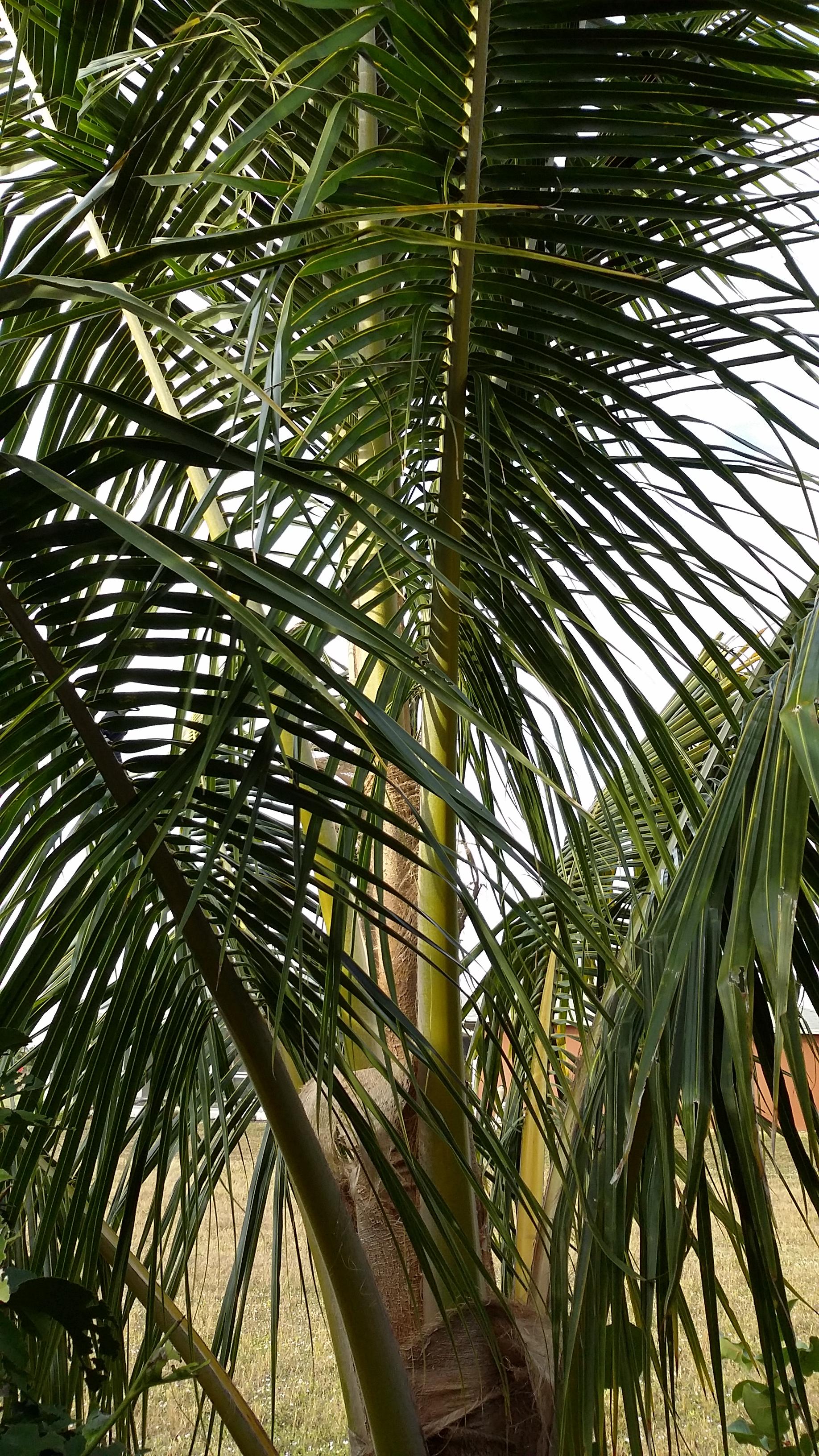 A few late fall garden pictures - DISCUSSING PALM TREES WORLDWIDE ...