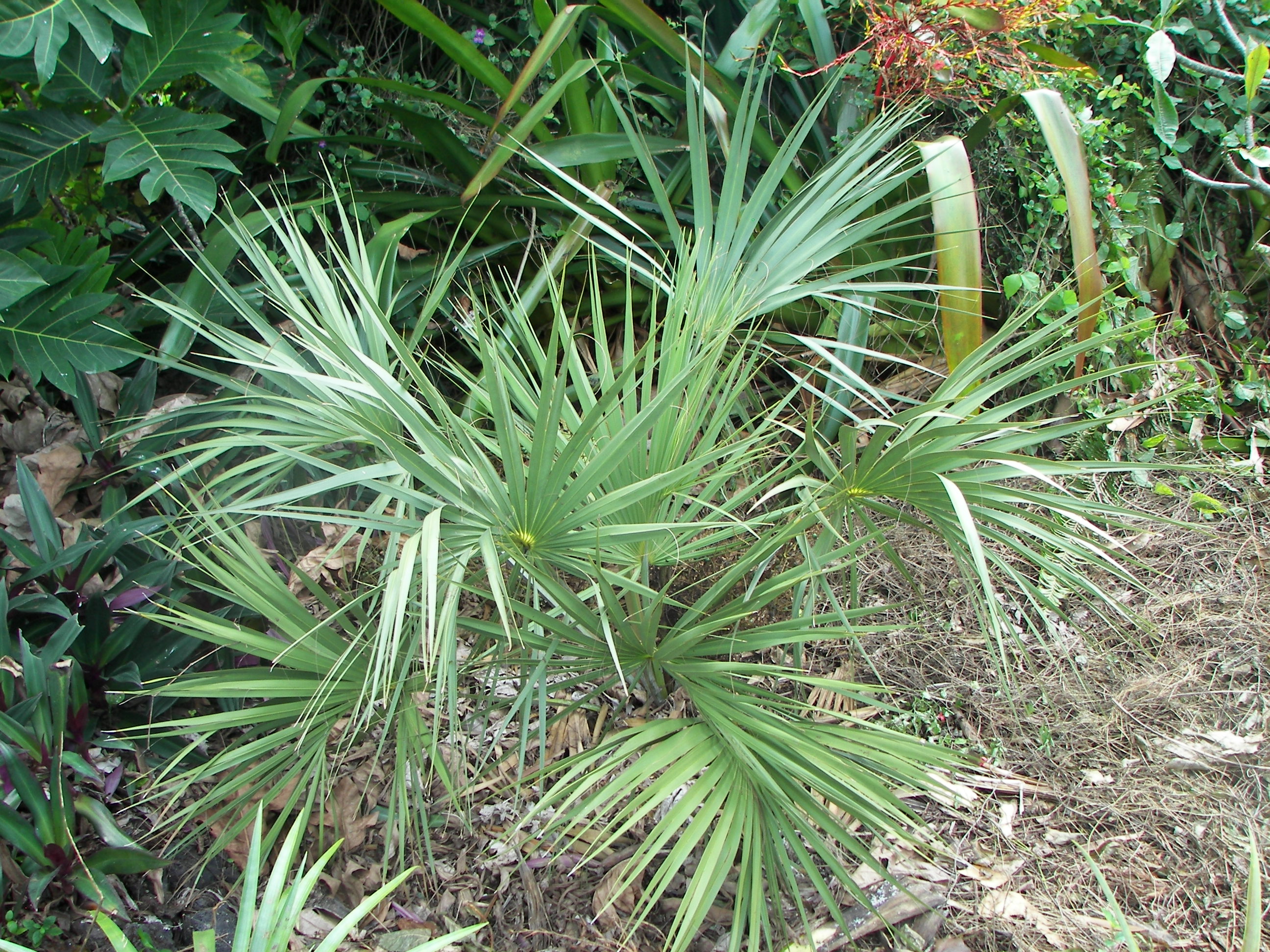 Sabal etonia - from Florida to Hawaii - DISCUSSING PALM TREES WORLDWIDE ...