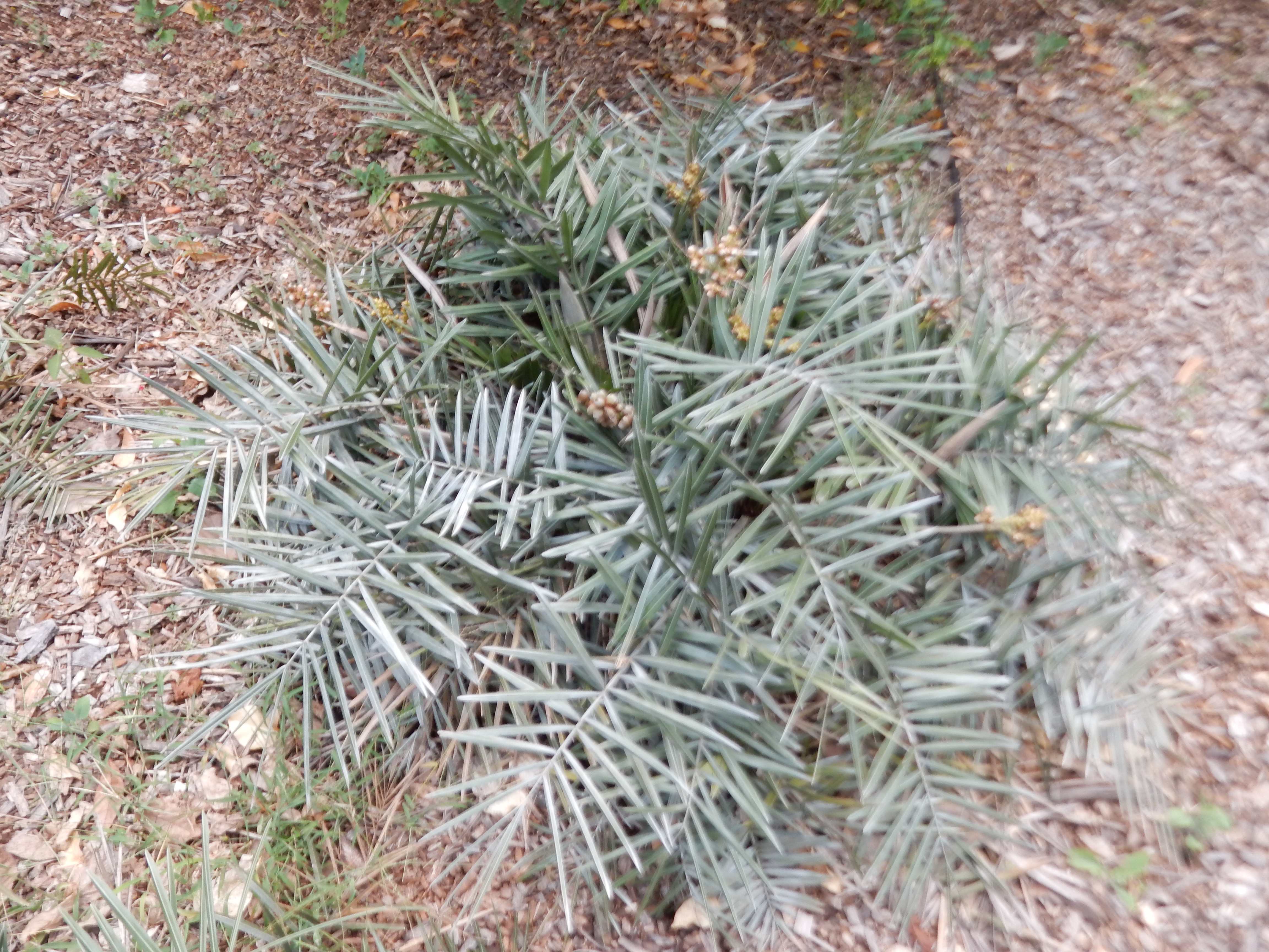 dwarf Syagrus microphylla - DISCUSSING PALM TREES WORLDWIDE - PalmTalk