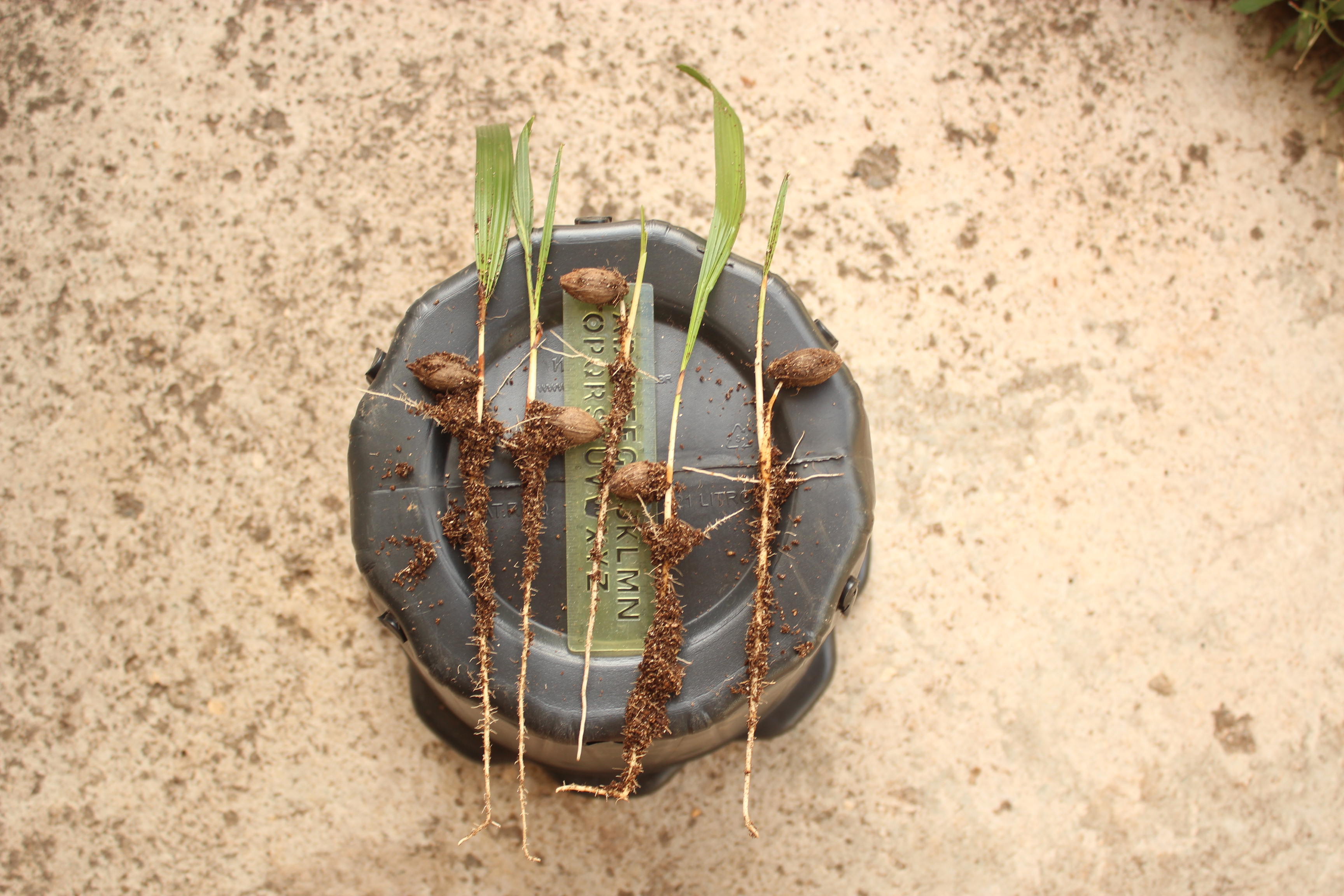 Syagrus comosa and others - DISCUSSING PALM TREES WORLDWIDE - PalmTalk