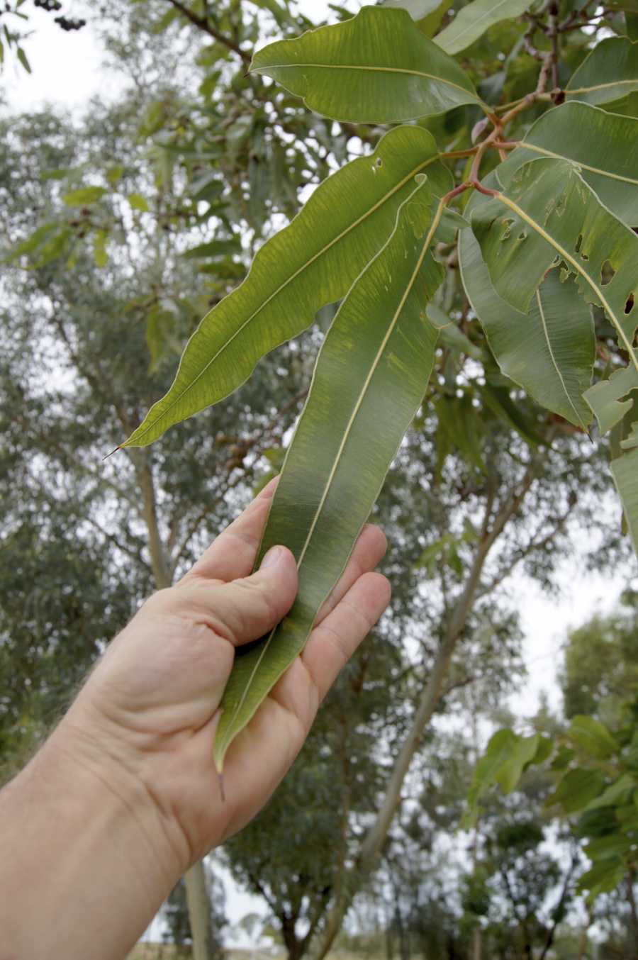 Accessions of Corymbia ptychocarpa and Cycas tropophylla at MBBG ...