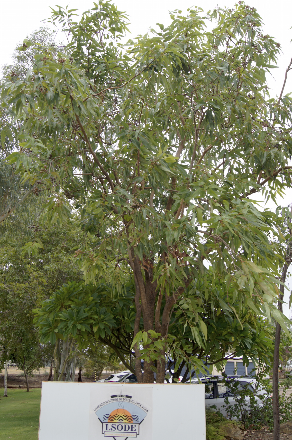 Accessions of Corymbia ptychocarpa and Cycas tropophylla at MBBG ...