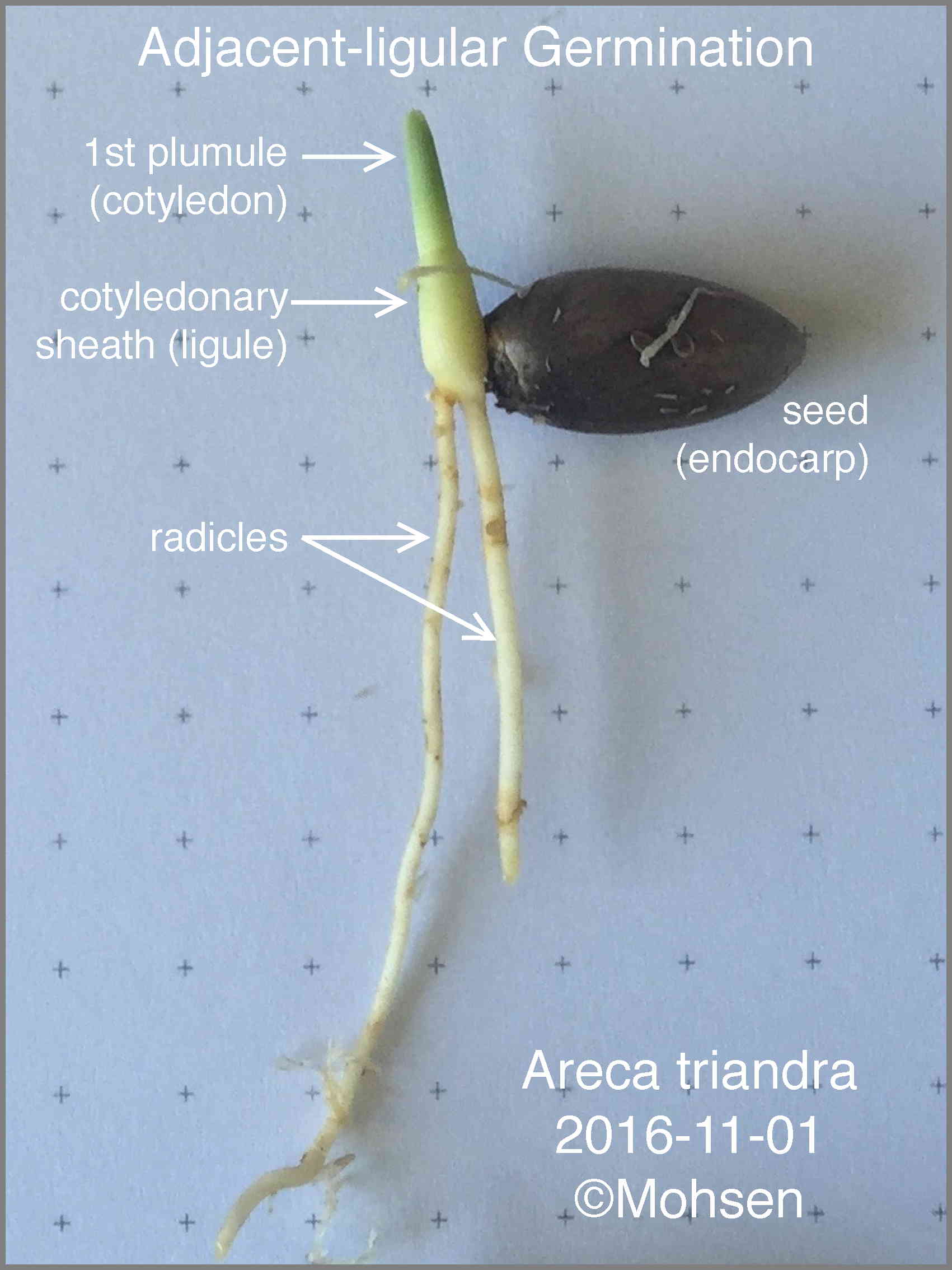 Labeled Germination - DISCUSSING PALM TREES WORLDWIDE - PalmTalk