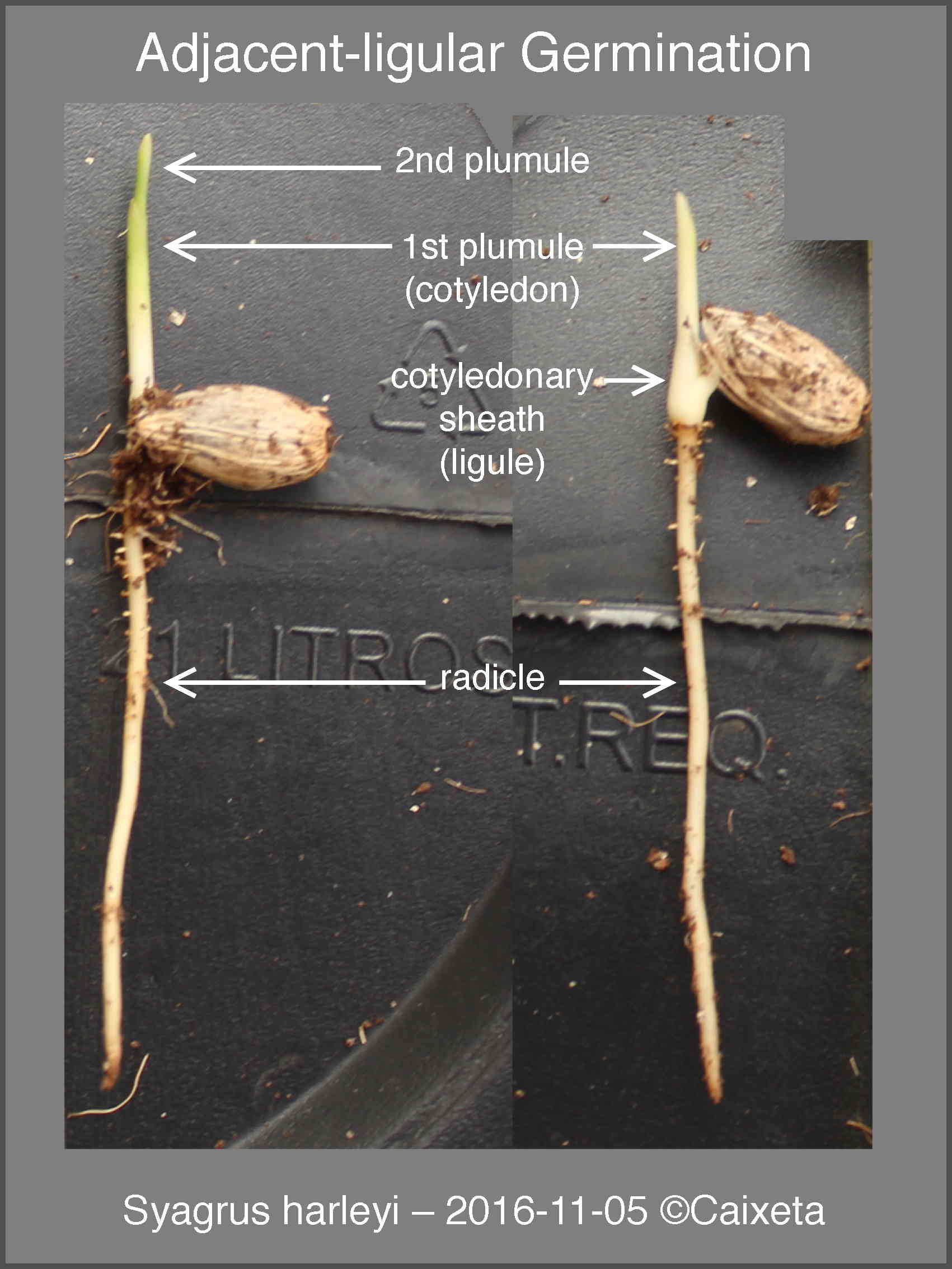 Labeled Germination - DISCUSSING PALM TREES WORLDWIDE - PalmTalk