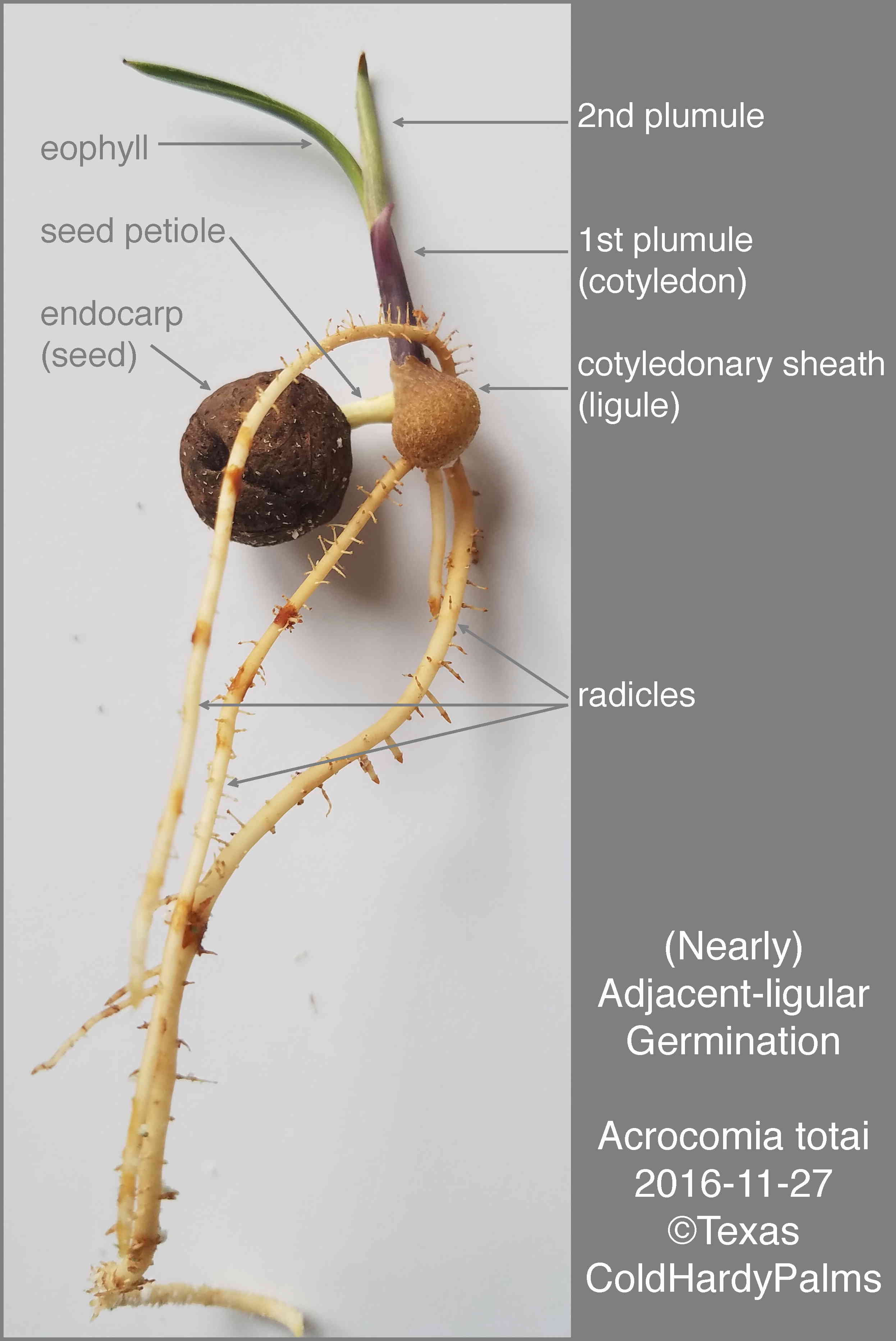 Labeled Germination - DISCUSSING PALM TREES WORLDWIDE - PalmTalk
