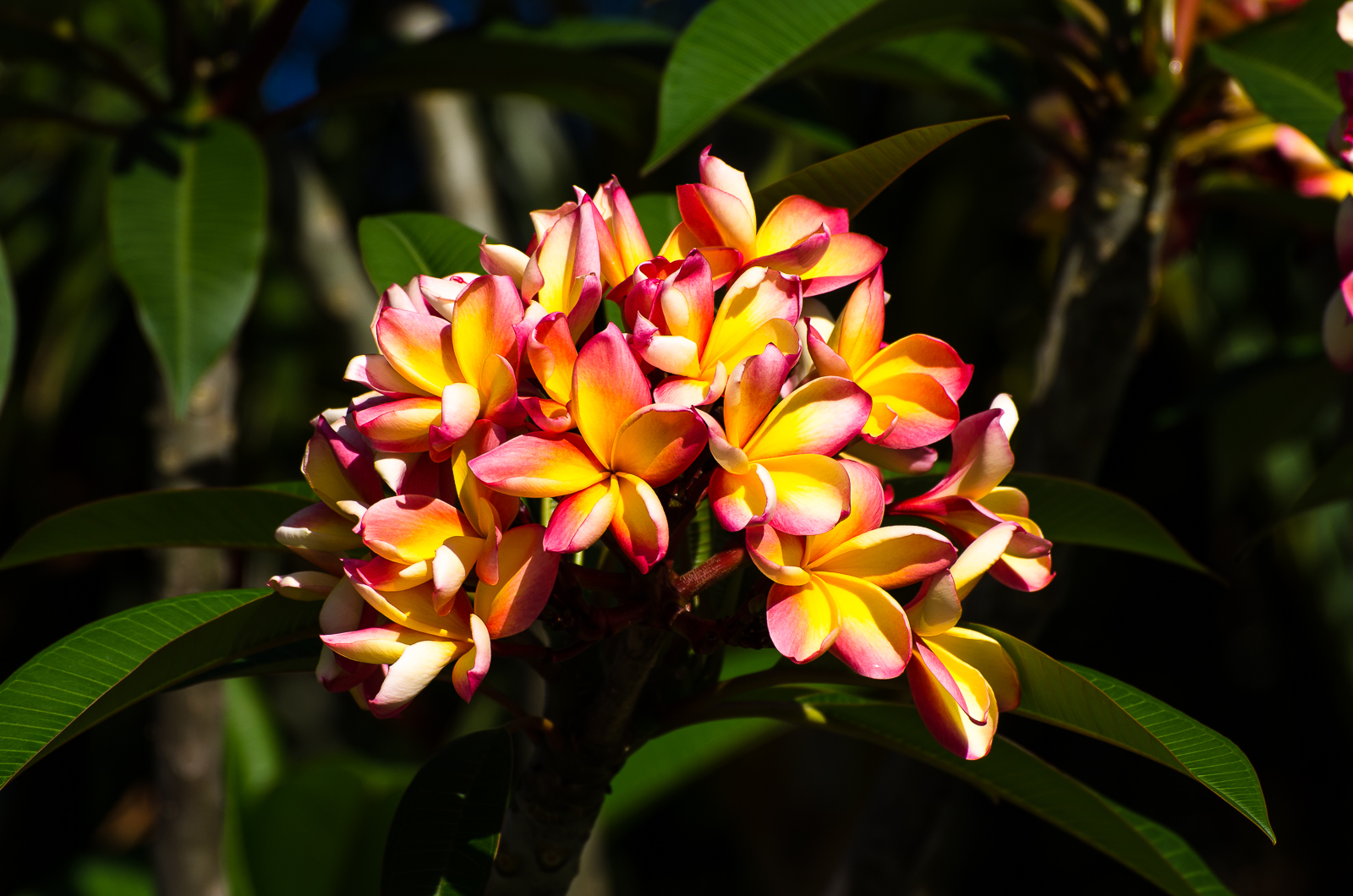 A few Frangipani/Plumeria photos from this season in Oz - TROPICAL ...