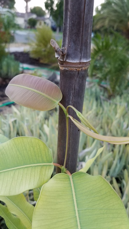 Accessions of Corymbia ptychocarpa and Cycas tropophylla at MBBG ...