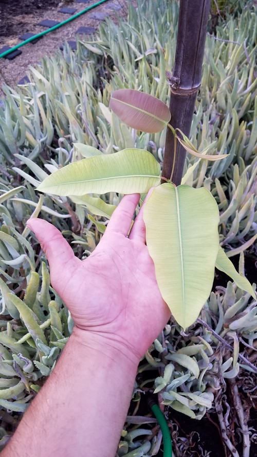 Accessions of Corymbia ptychocarpa and Cycas tropophylla at MBBG ...