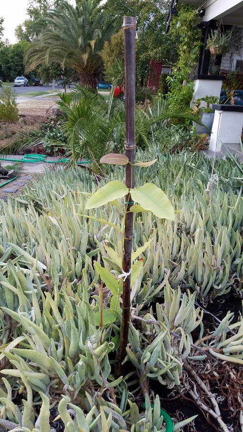 Accessions of Corymbia ptychocarpa and Cycas tropophylla at MBBG ...