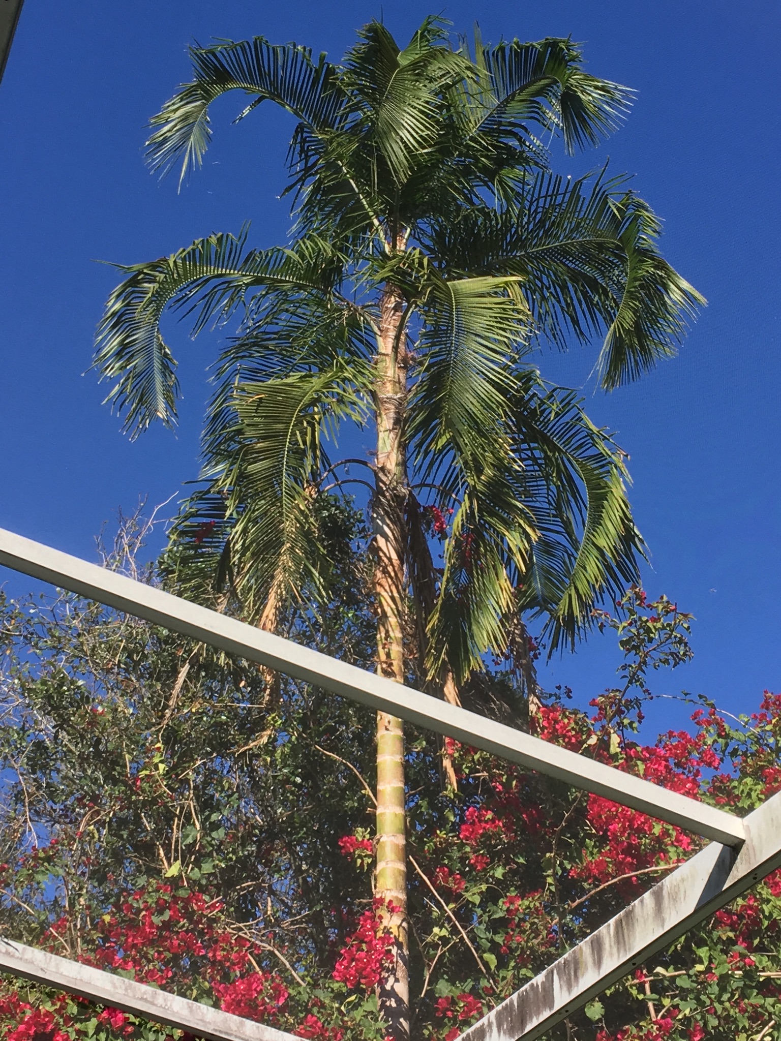 Syagrus botryophora - DISCUSSING PALM TREES WORLDWIDE - PalmTalk