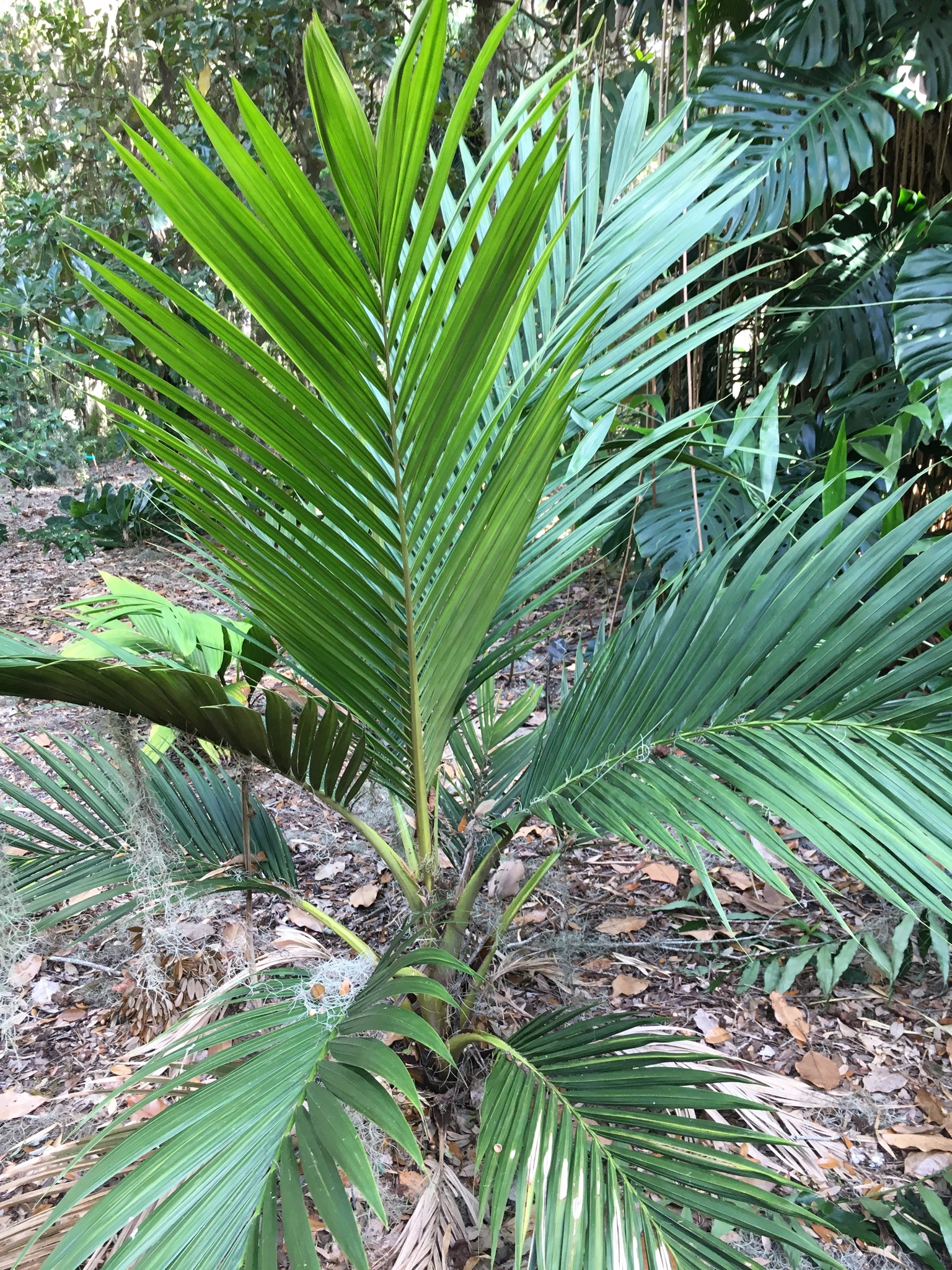 Cyphosperma balansae in Orlando - DISCUSSING PALM TREES WORLDWIDE ...