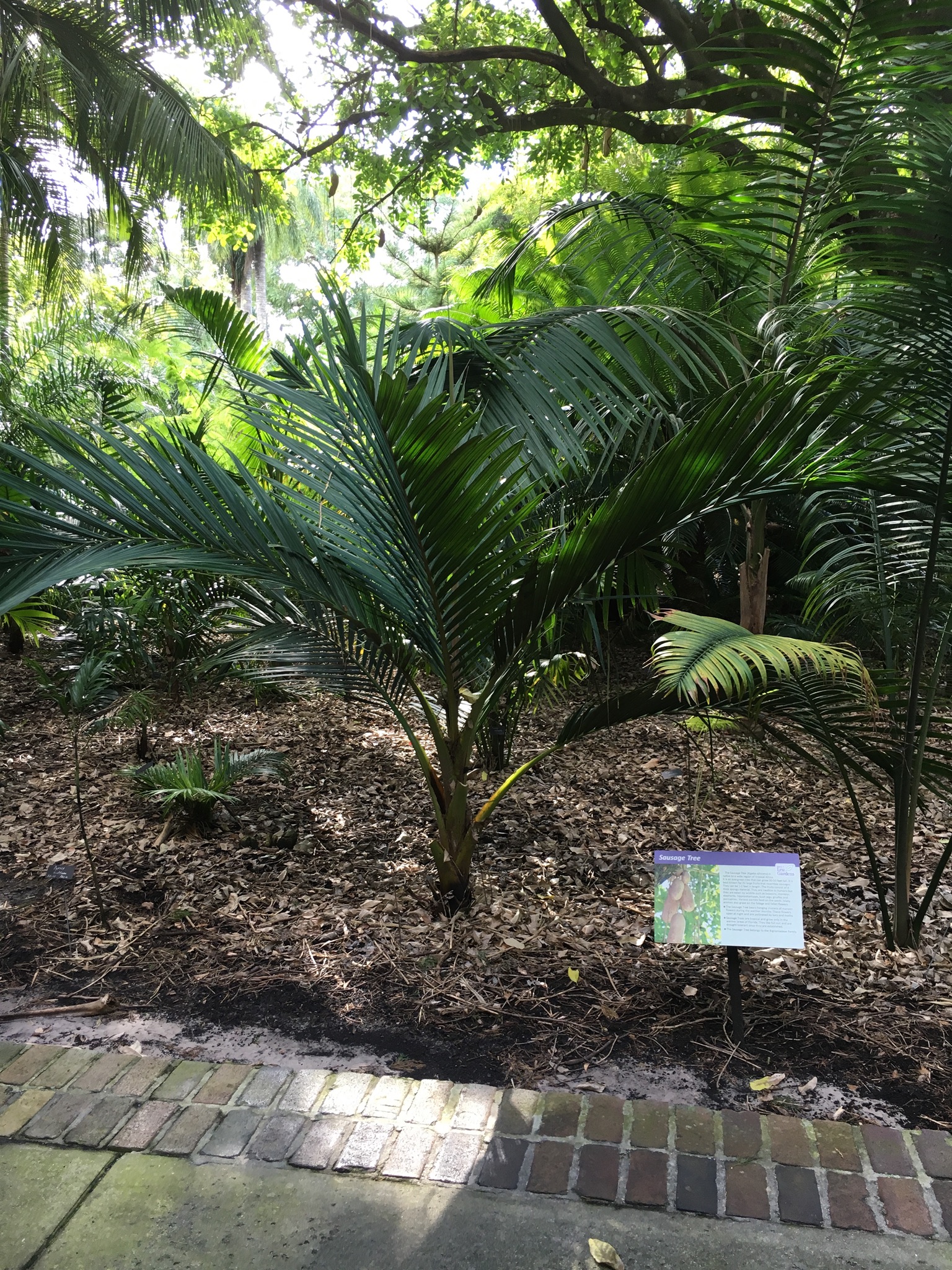 Cyphosperma balansae in Orlando - DISCUSSING PALM TREES WORLDWIDE ...