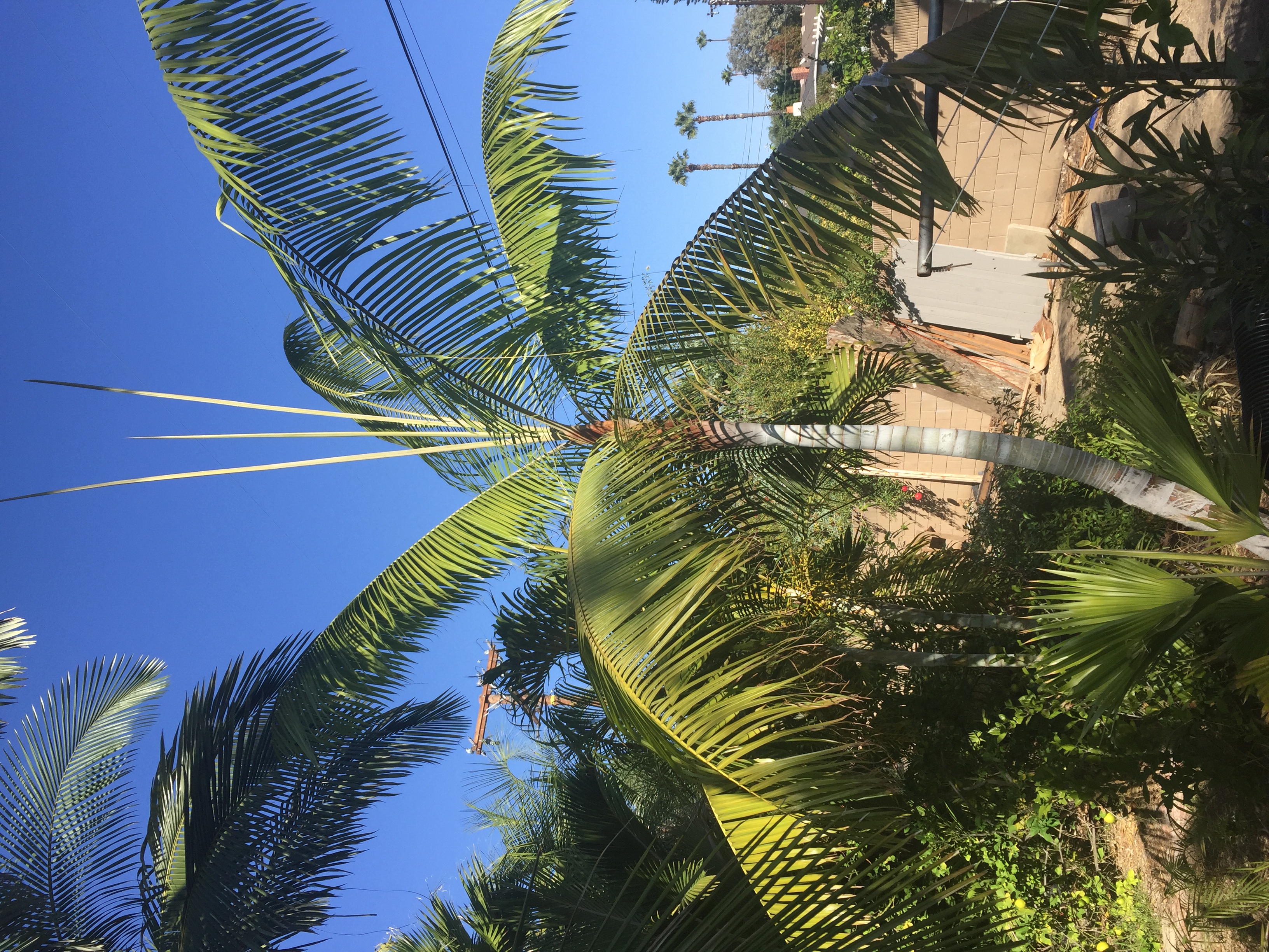 Big Redneck in the Ground - DISCUSSING PALM TREES WORLDWIDE - PalmTalk