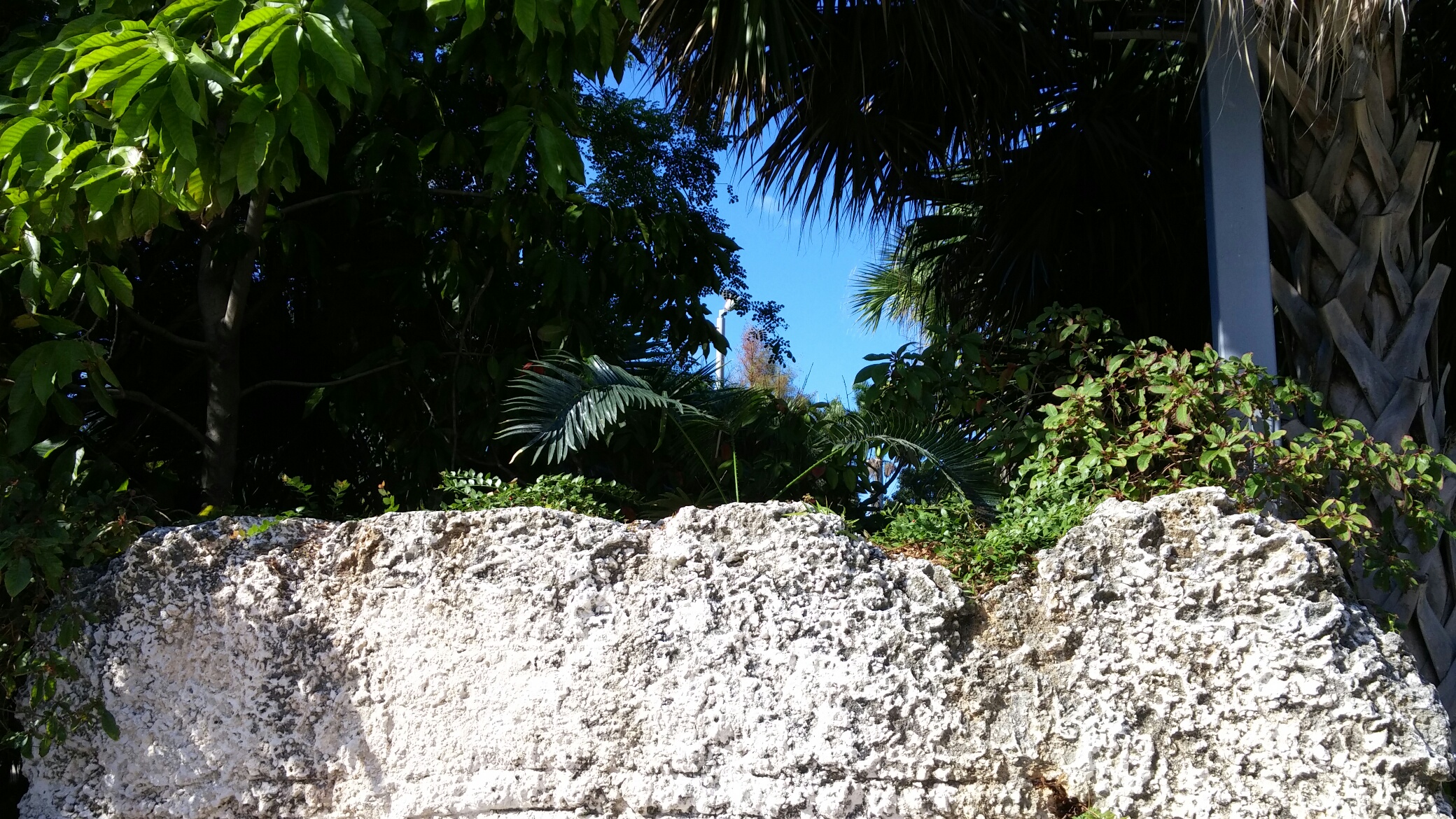 Accessions of Corymbia ptychocarpa and Cycas tropophylla at MBBG ...