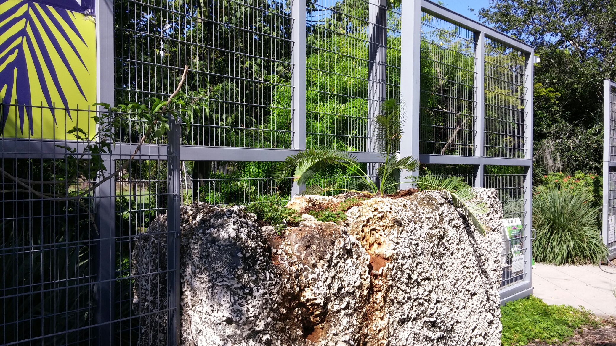 Accessions of Corymbia ptychocarpa and Cycas tropophylla at MBBG ...