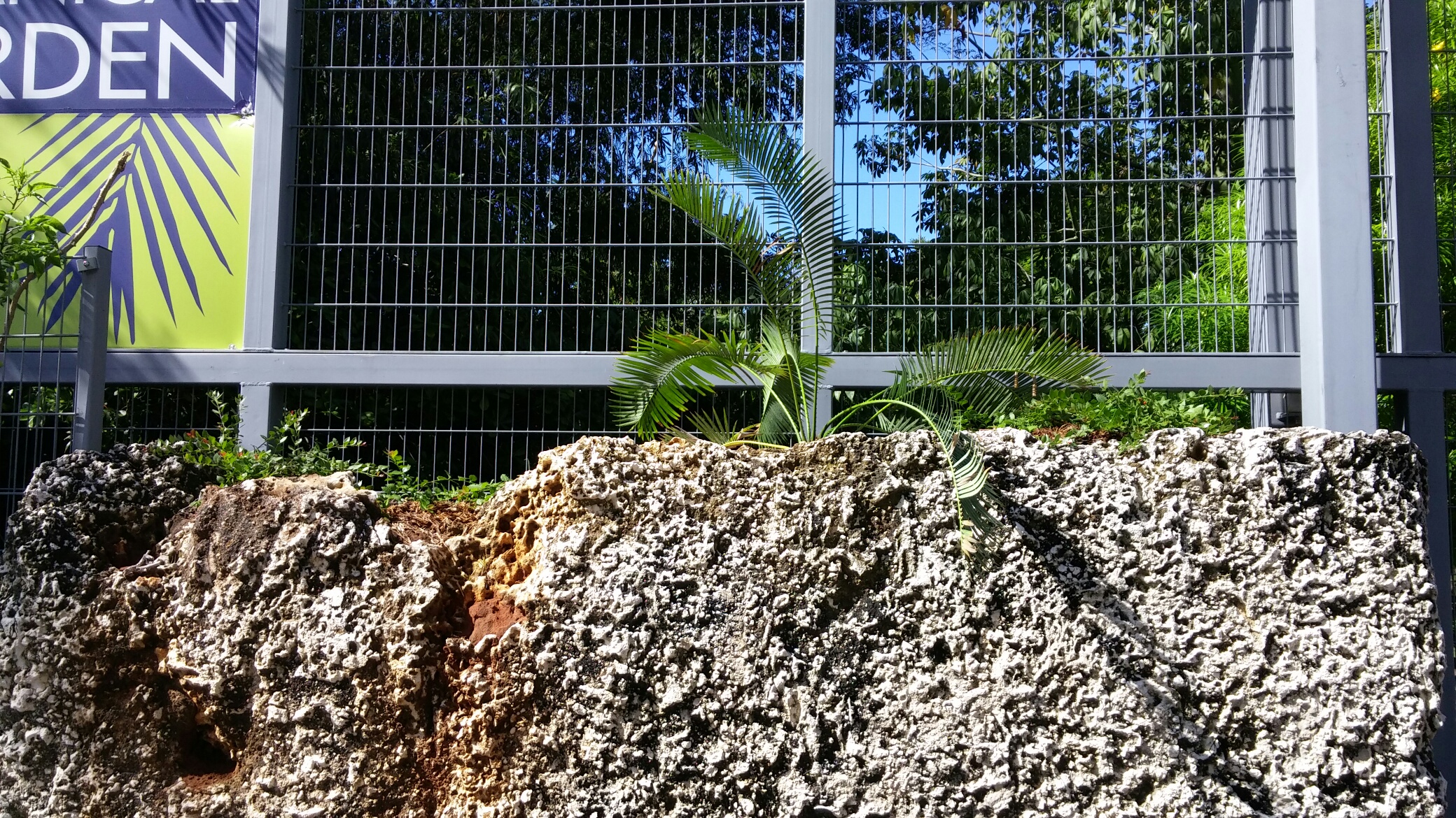 Accessions of Corymbia ptychocarpa and Cycas tropophylla at MBBG ...