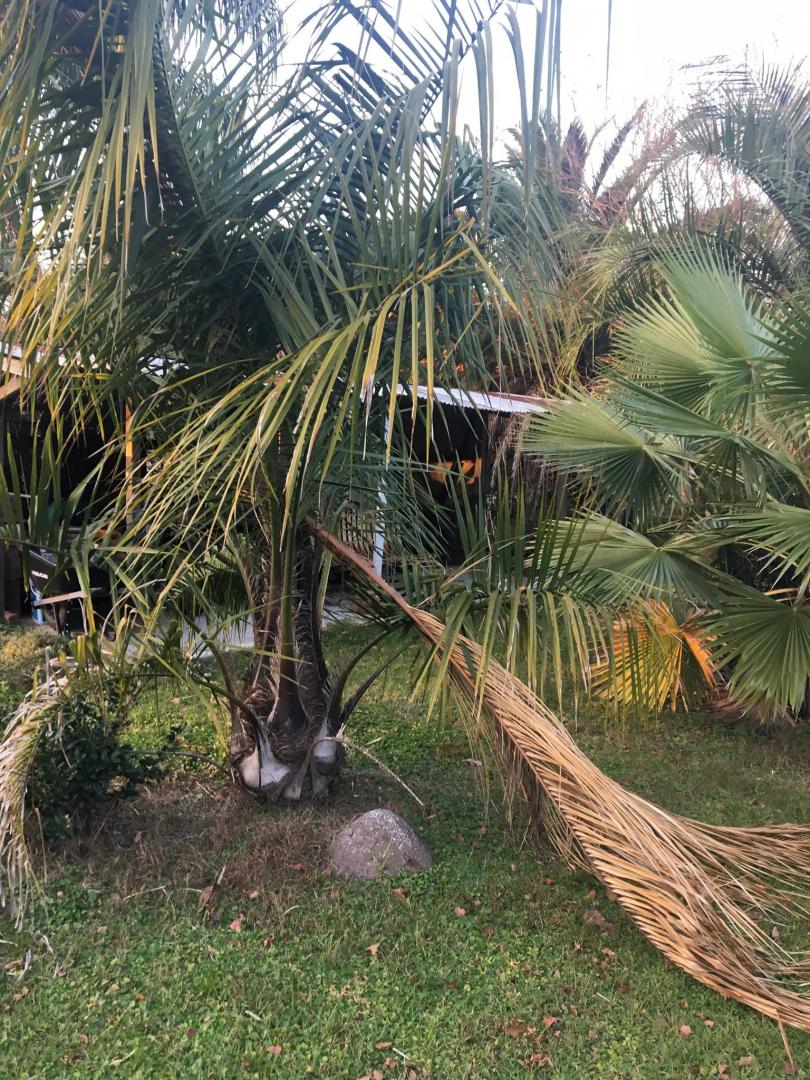 Pawn Takes Queen - DISCUSSING PALM TREES WORLDWIDE - PalmTalk