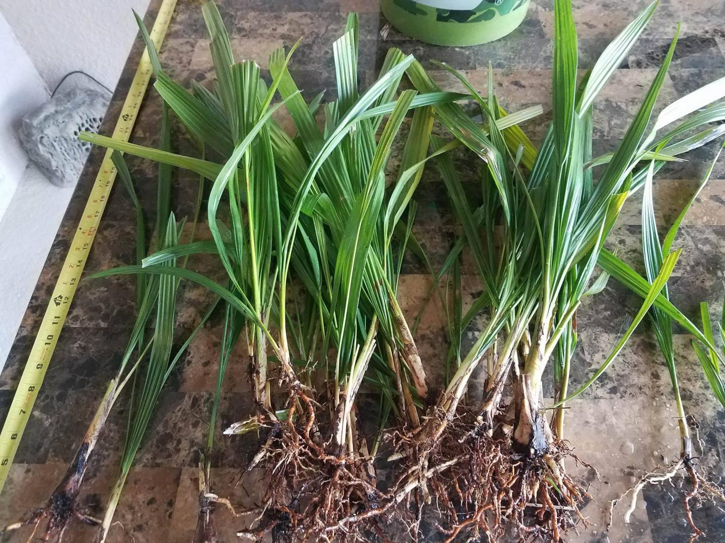 Syagrus schizophylla seeds seedlings - For Sale - PalmTalk