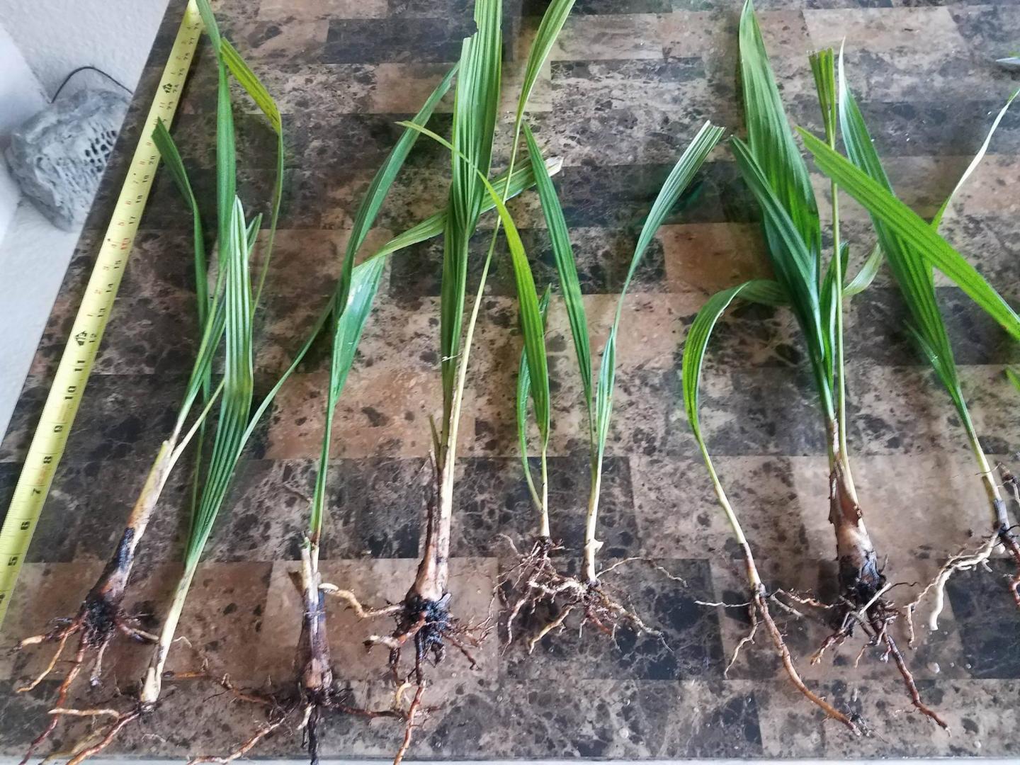 Syagrus schizophylla seeds seedlings - For Sale - PalmTalk