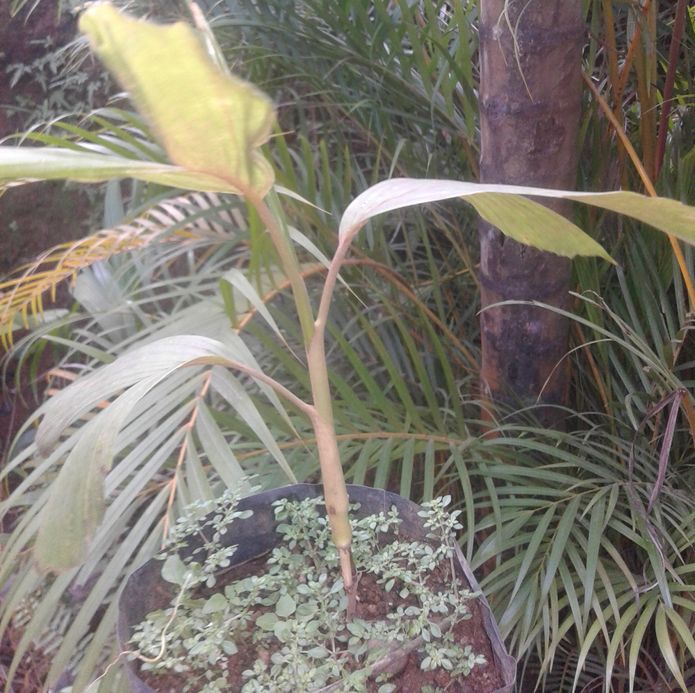first stilt root - DISCUSSING PALM TREES WORLDWIDE - PalmTalk