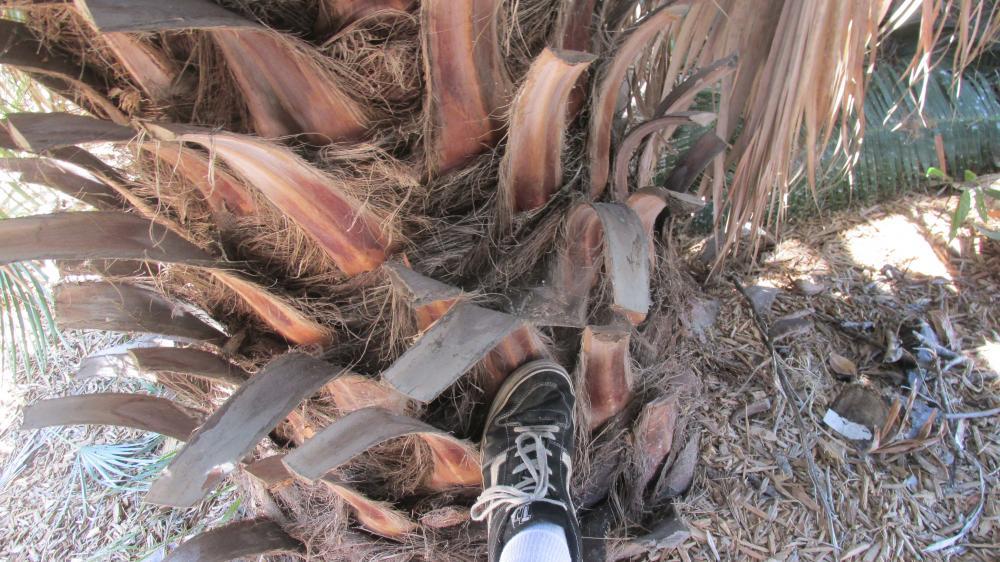 Brahea Hybrid Seeds Germination_Yr 2016 - DISCUSSING PALM TREES ...