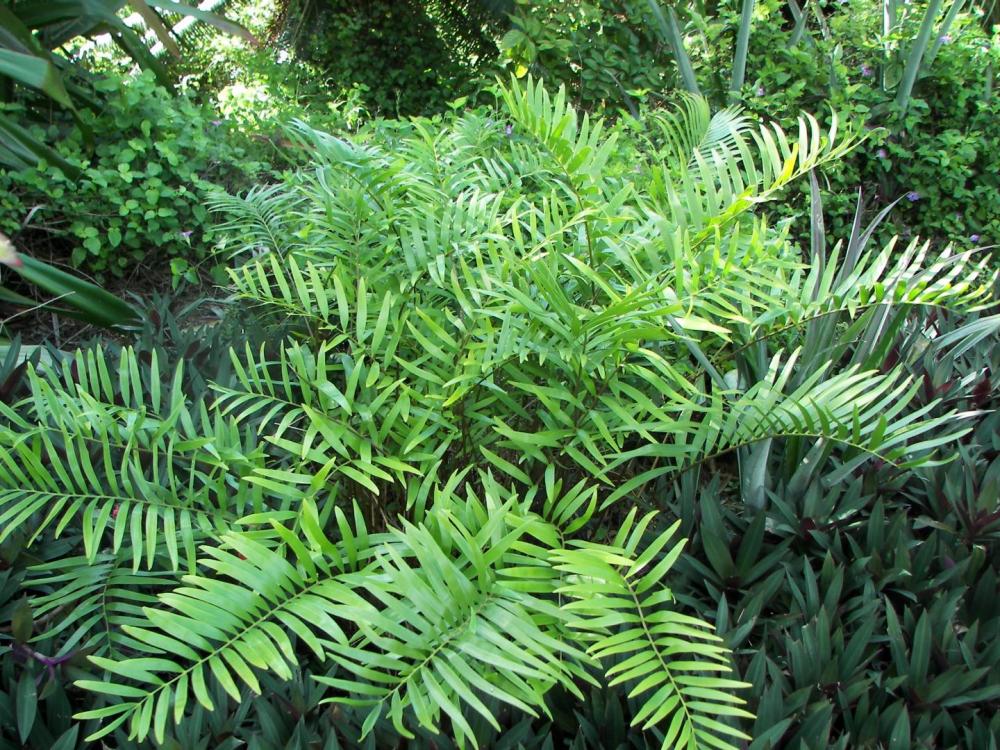 Zamia sp. in the garden - TROPICAL LOOKING PLANTS - Other Than Palms ...