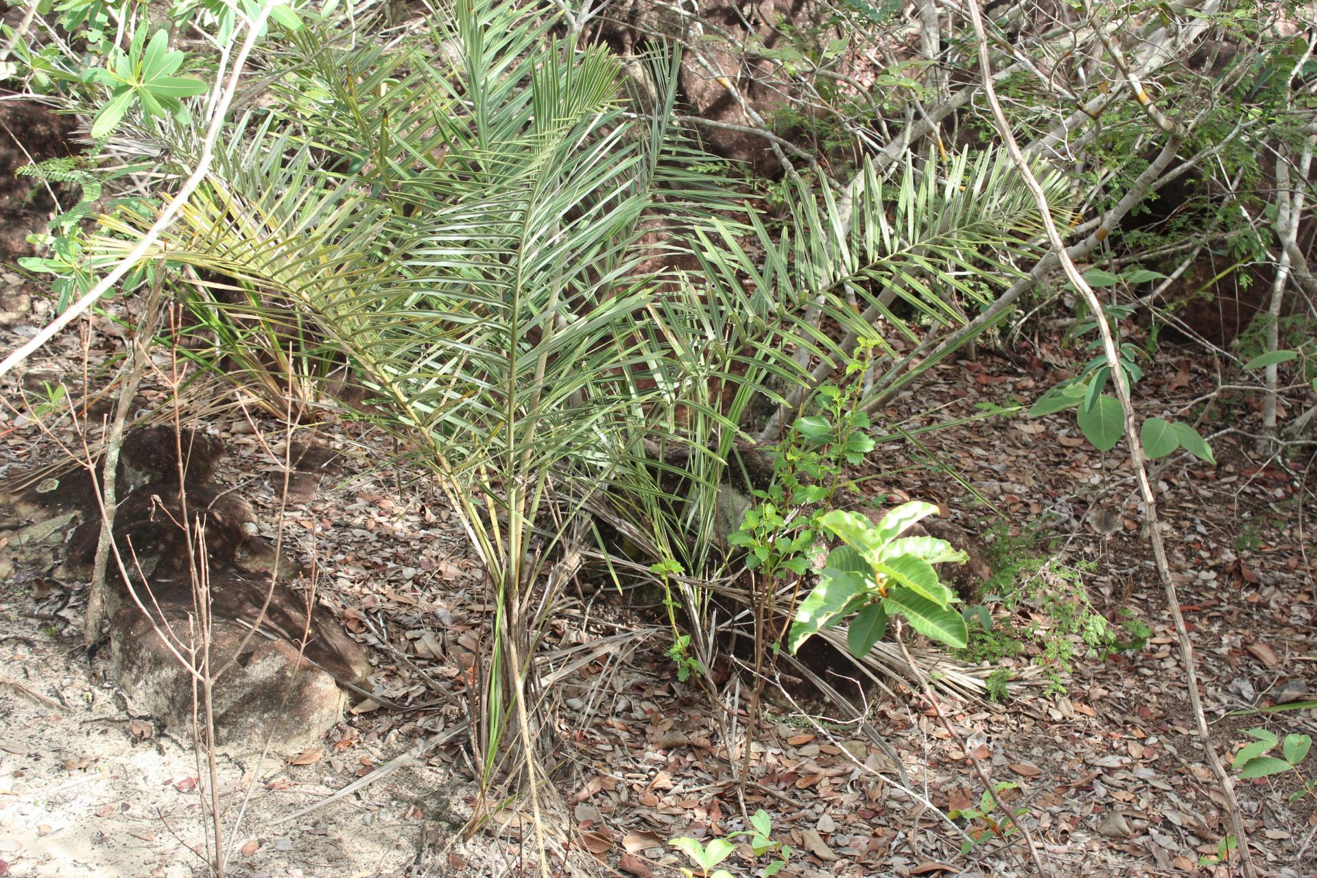 Syagrus glaucescens - DISCUSSING PALM TREES WORLDWIDE - PalmTalk