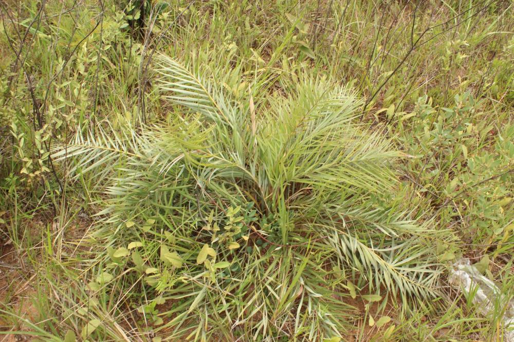 Allagoptera campestris - DISCUSSING PALM TREES WORLDWIDE - PalmTalk