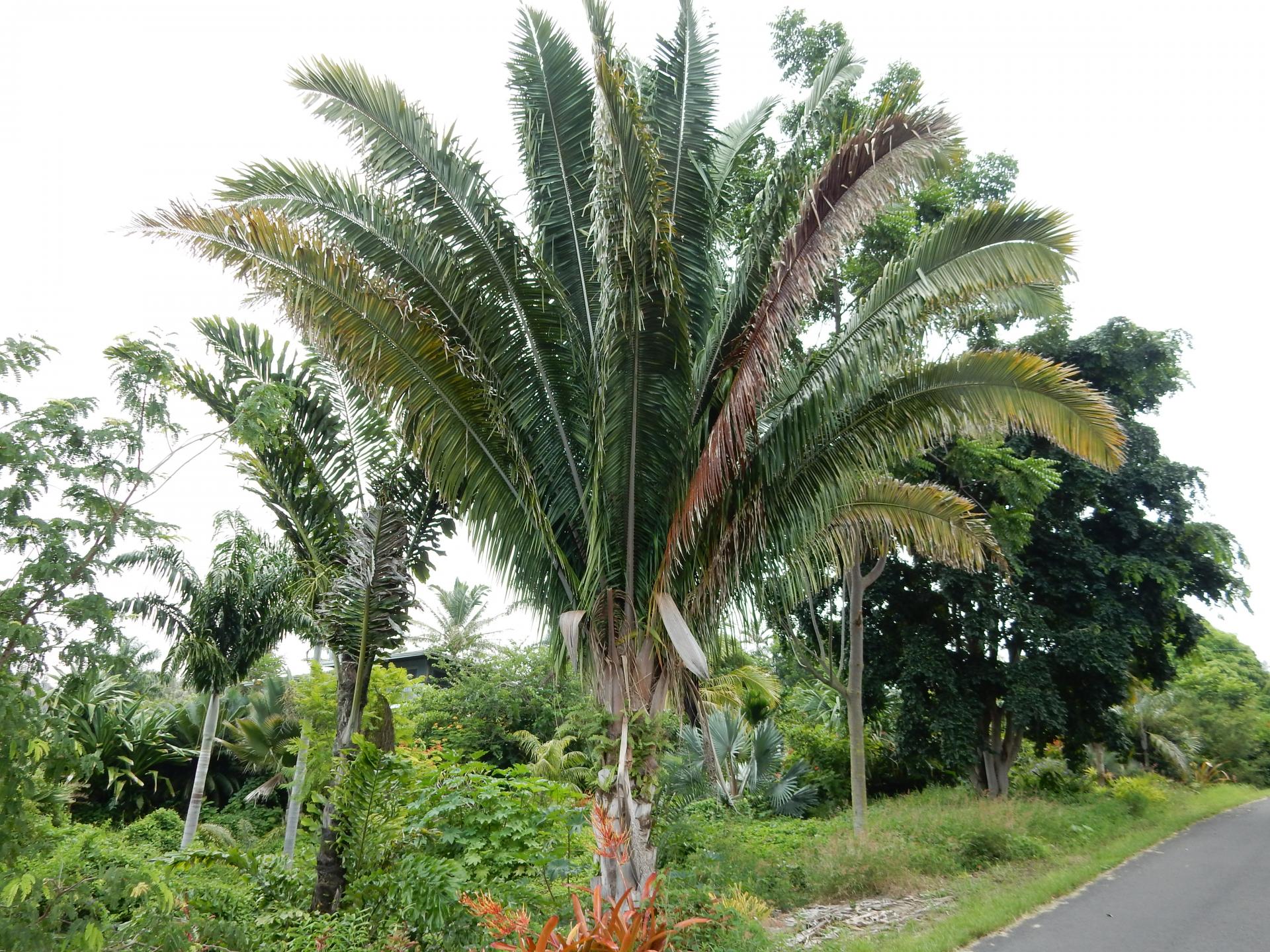 attalea in so cal who else has one! - DISCUSSING PALM TREES WORLDWIDE ...